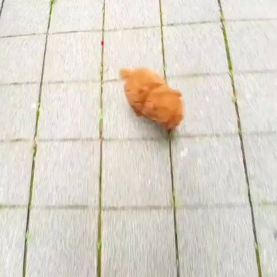 Smollest pupper | Scrolller