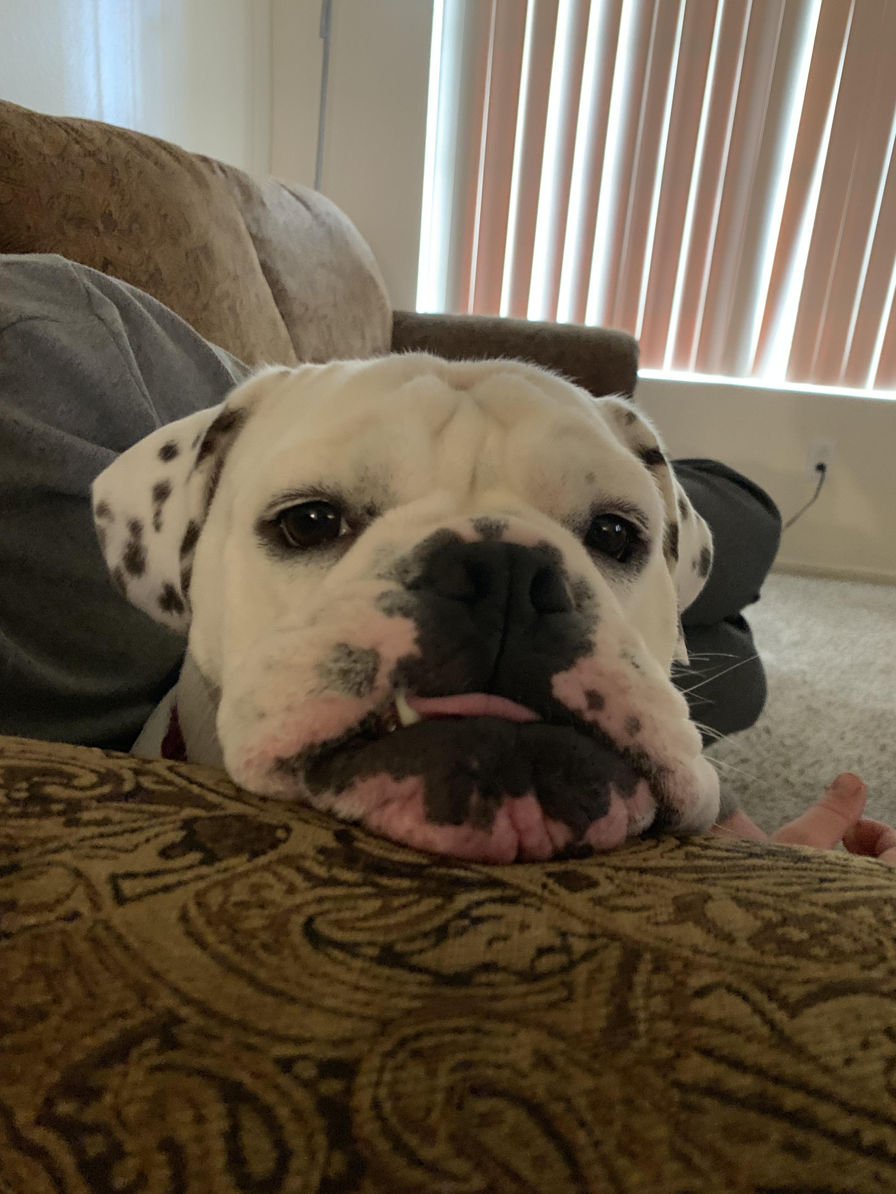 snaggle tooth | Scrolller