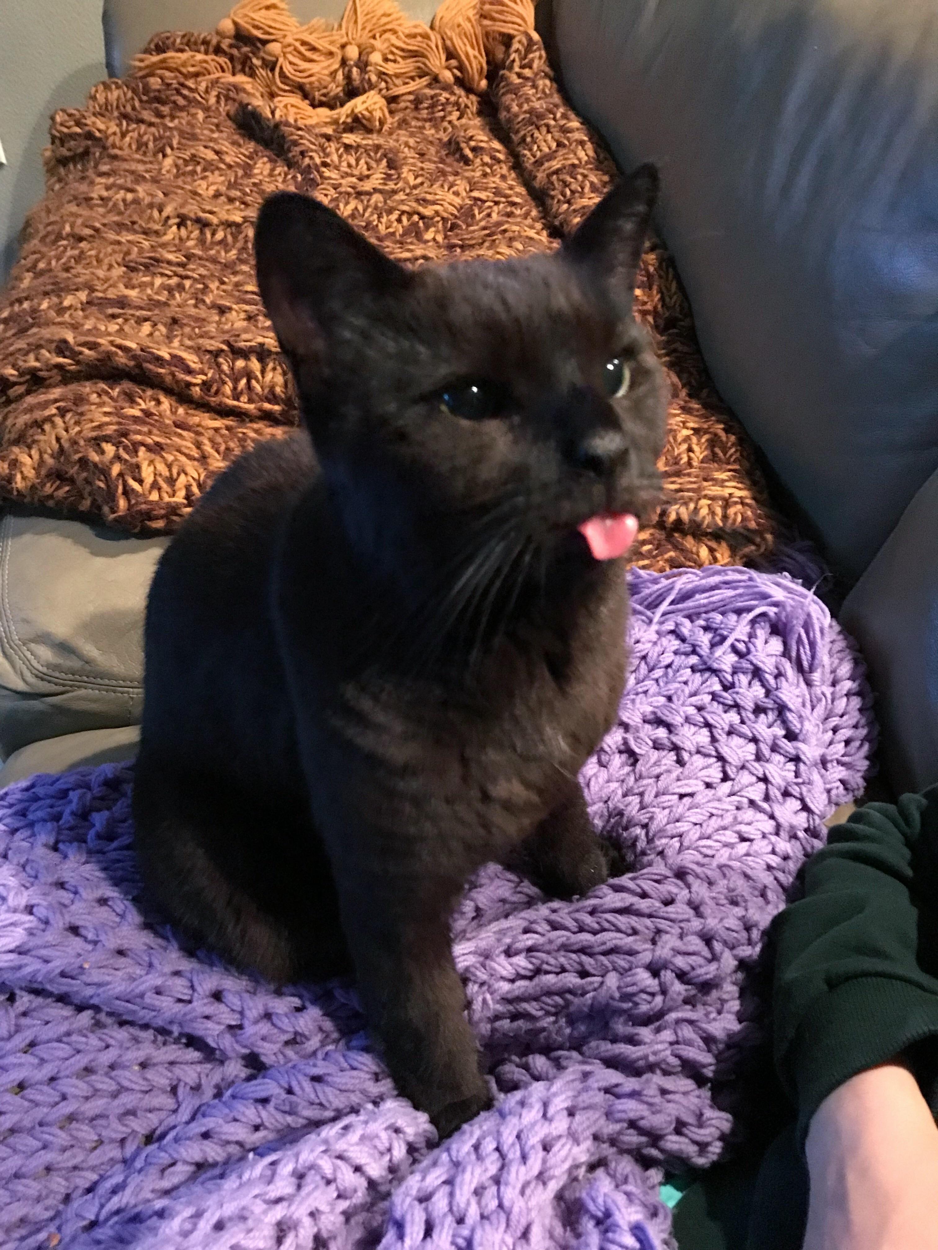 👅 Snags with the mega blep | Scrolller