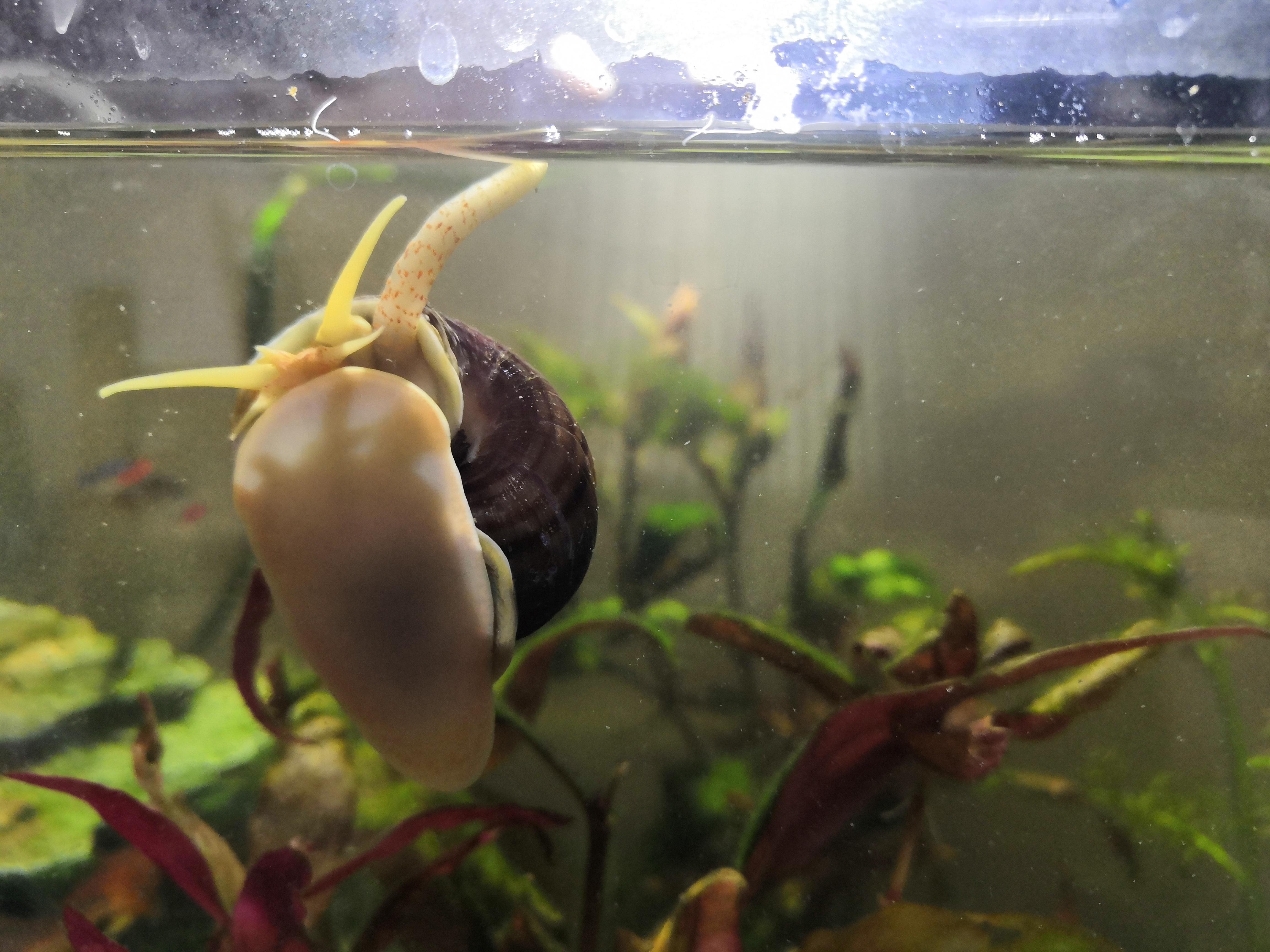 Snail dickpic for ya! | Scrolller