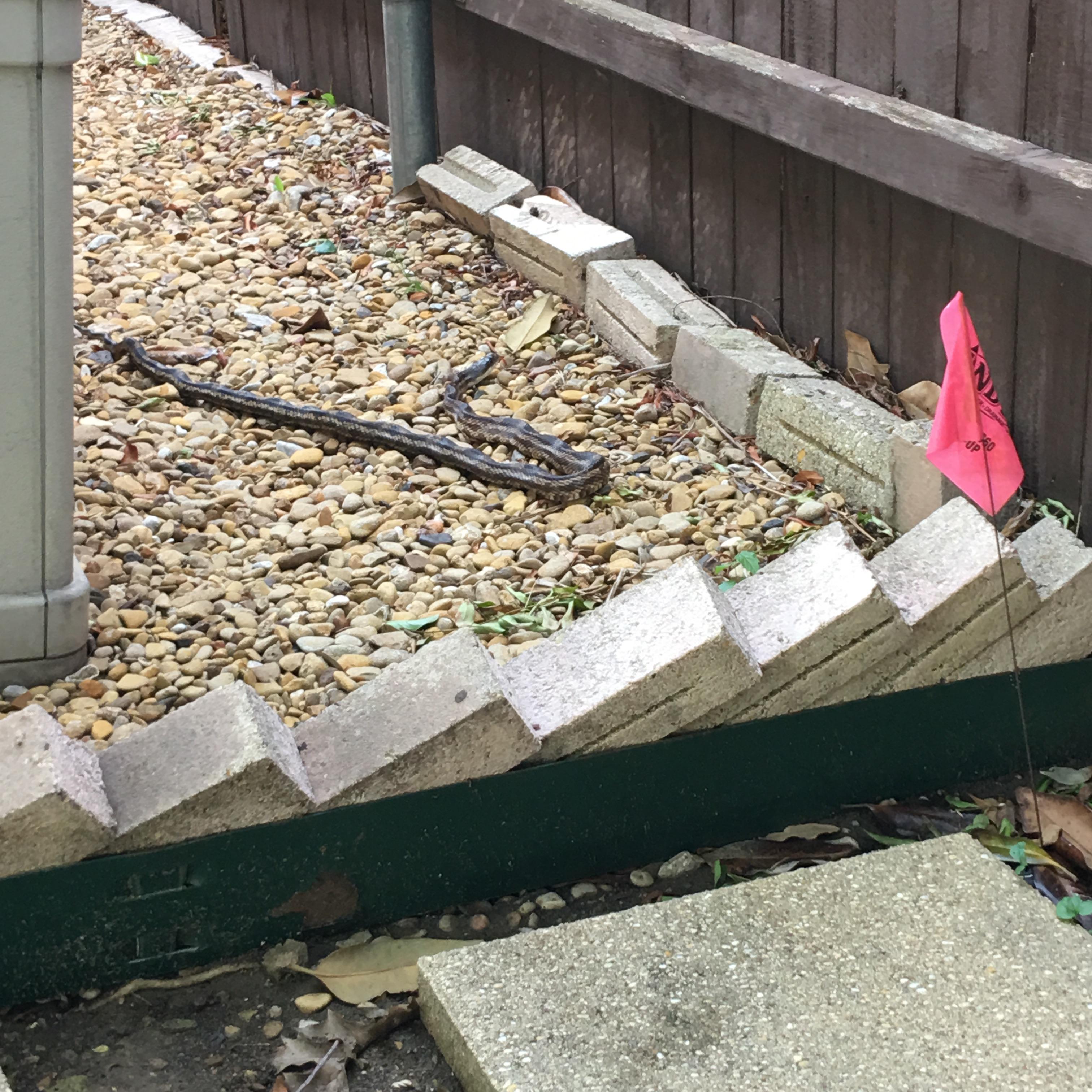 Snake identification? Dallas, TX | Scrolller