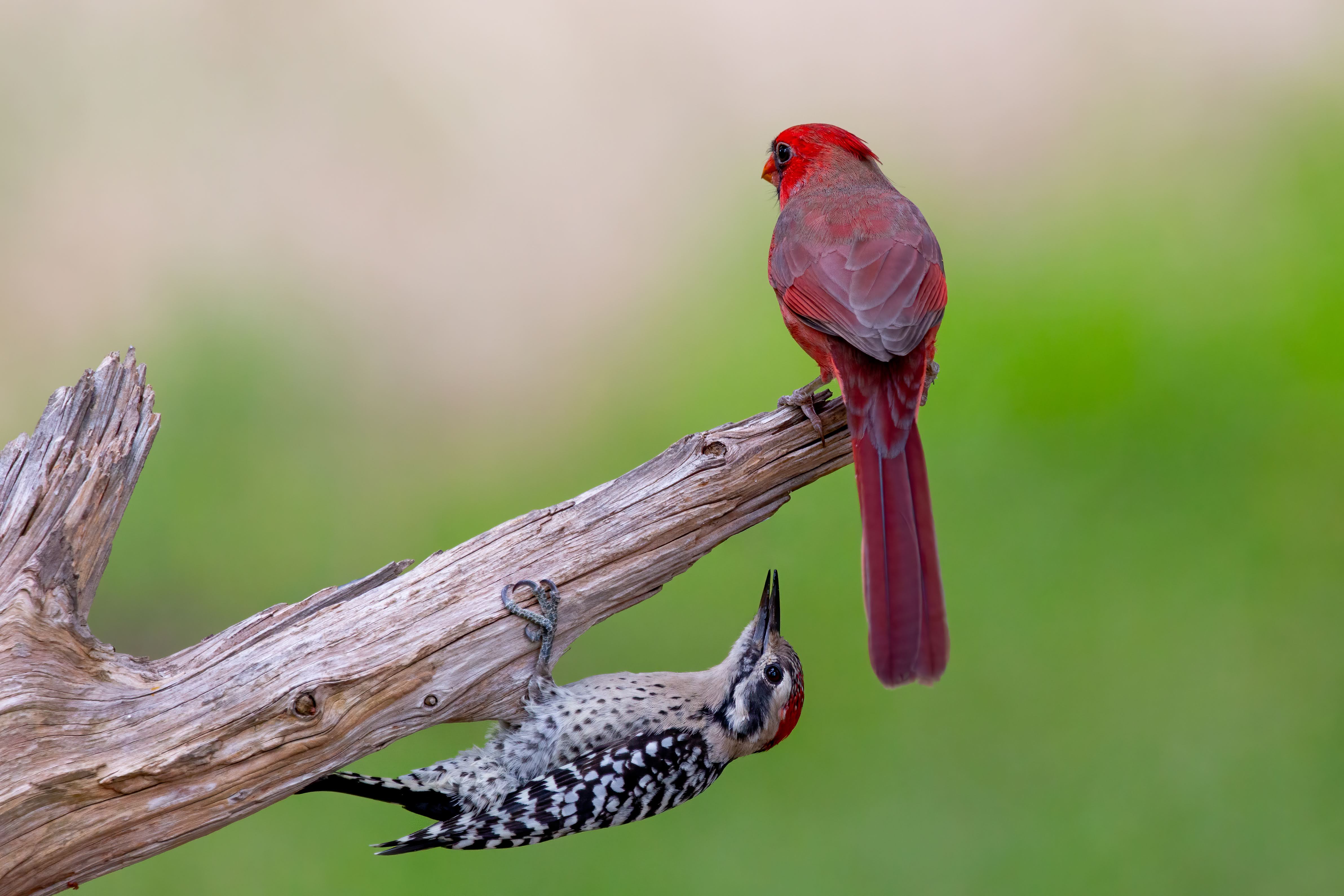 Sneak level 100 | Scrolller