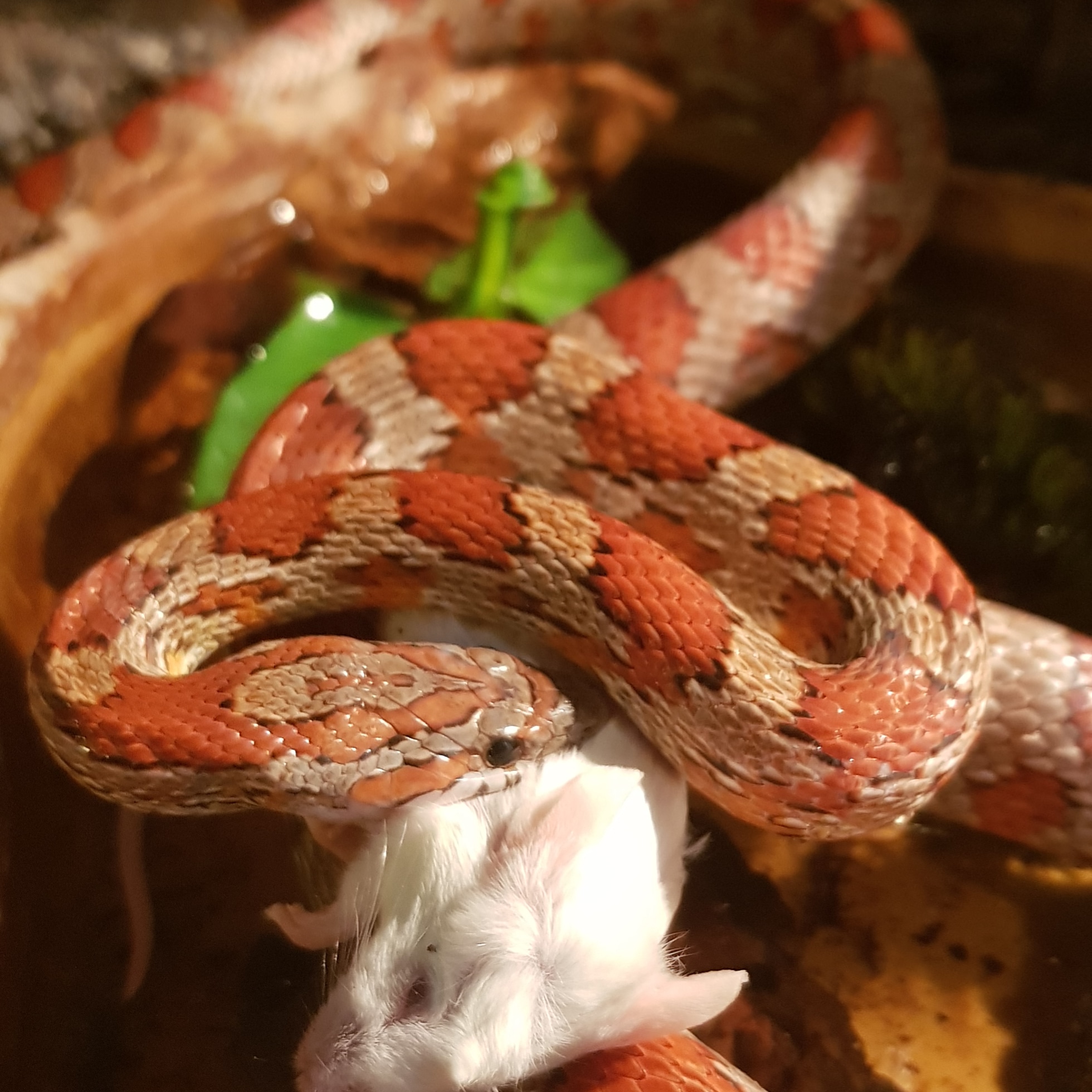 Snek snack | Scrolller