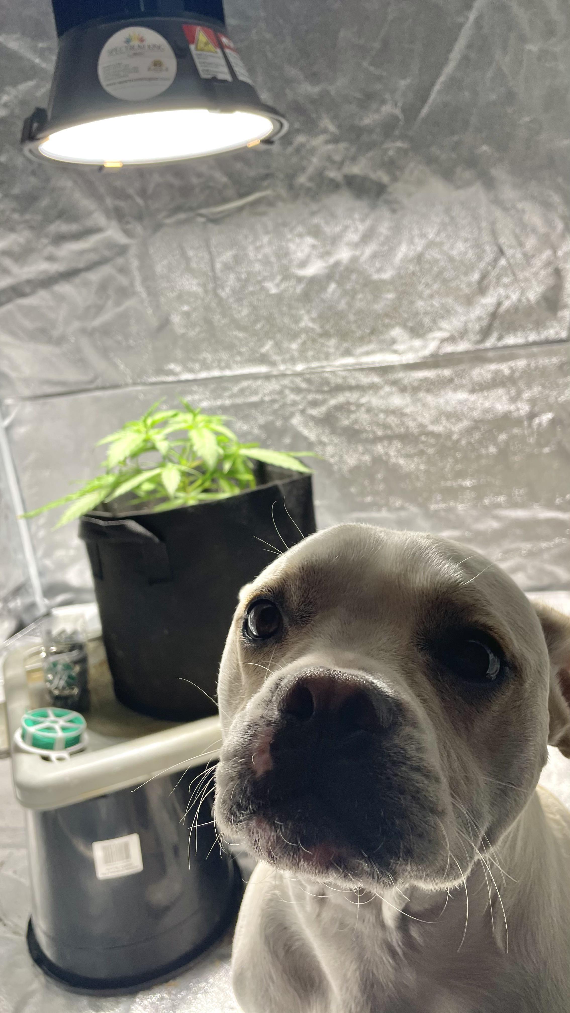 Snoop doge | Scrolller