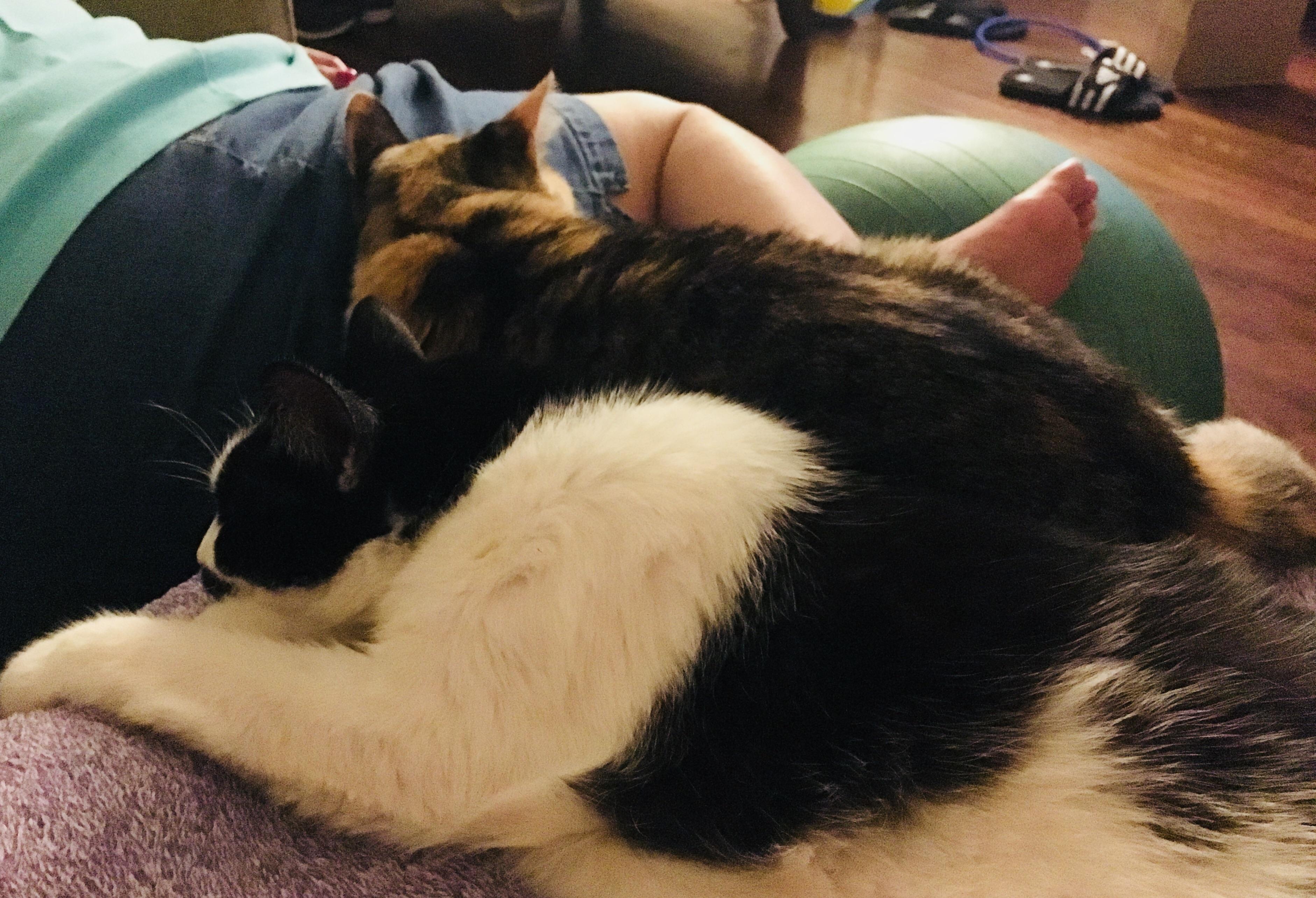 Snoozy, fuzzy cuddle puddle | Scrolller