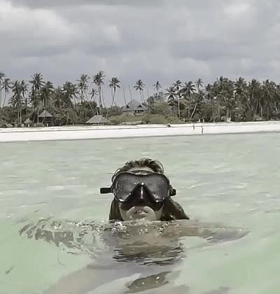 Snorkeling [gif] | Scrolller