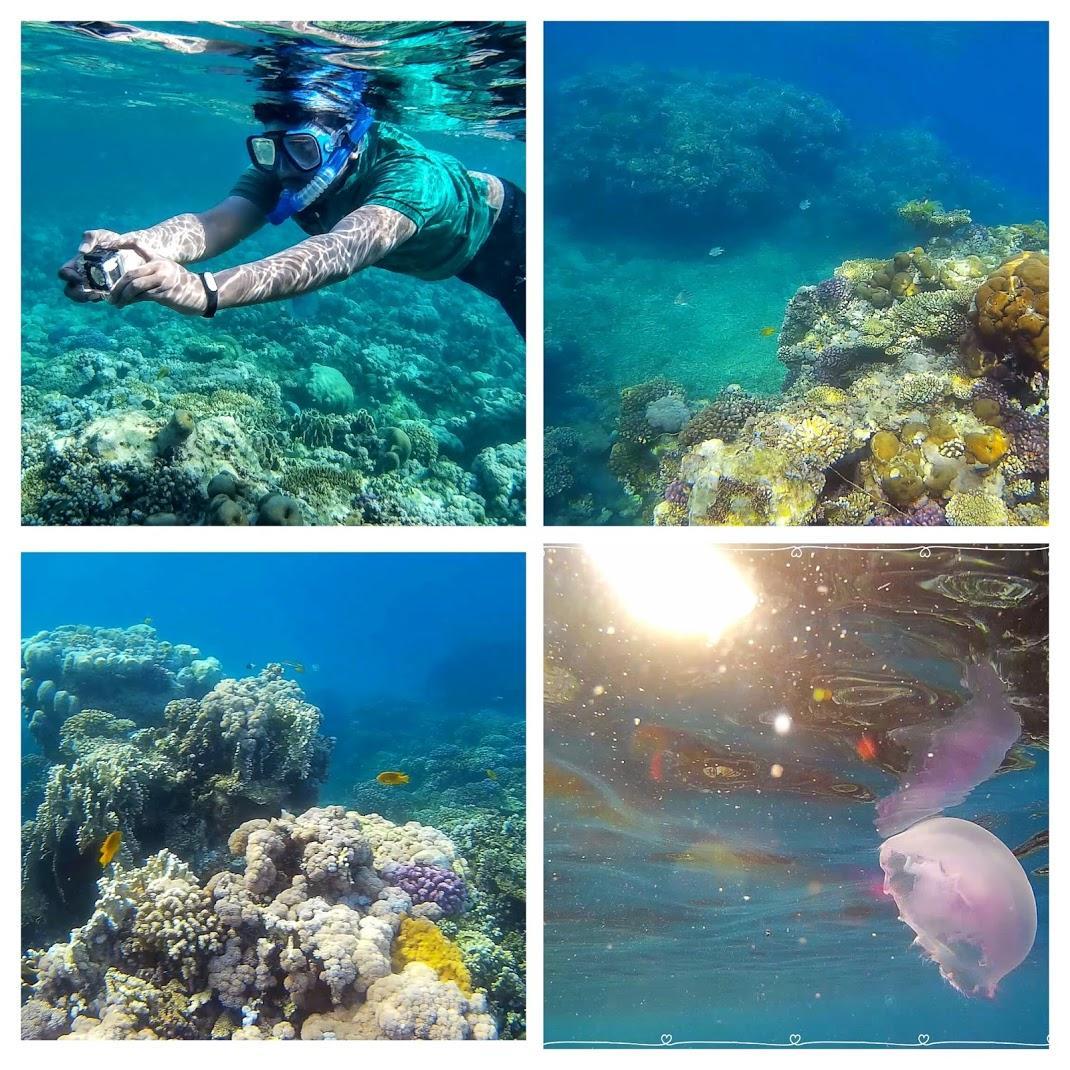 Snorkeling in Jeddah ! | Scrolller