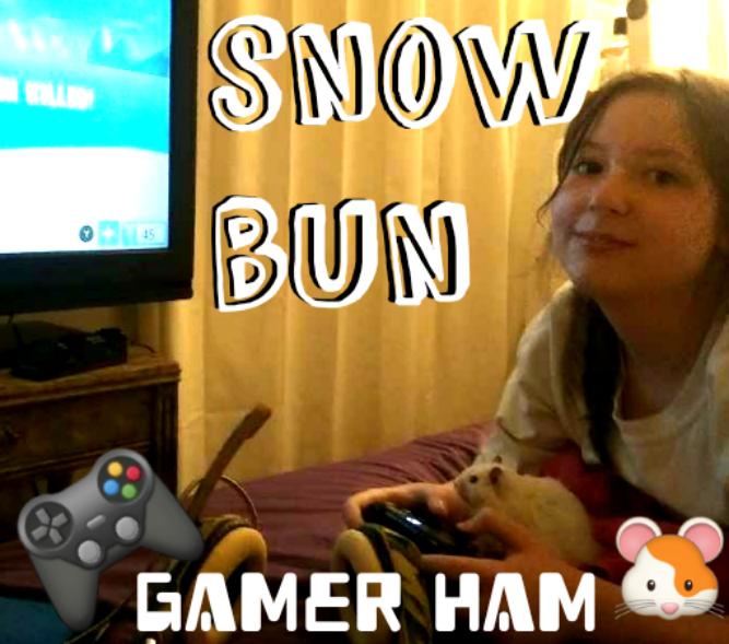 Snow Bun the Gamer Ham | Scrolller