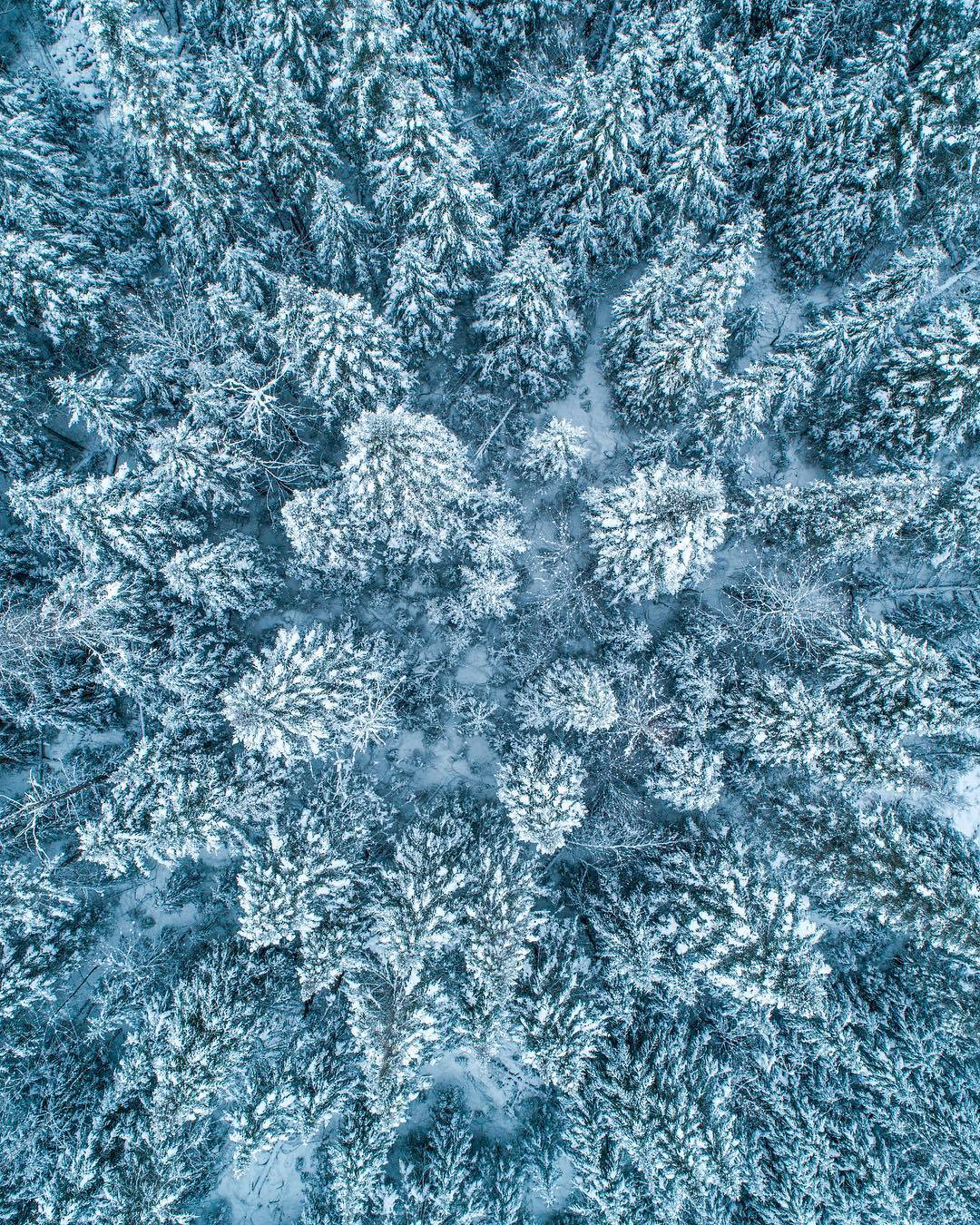 Snow-Covered Pines in Vermont (by Kyle Finn Dempsey) | Scrolller