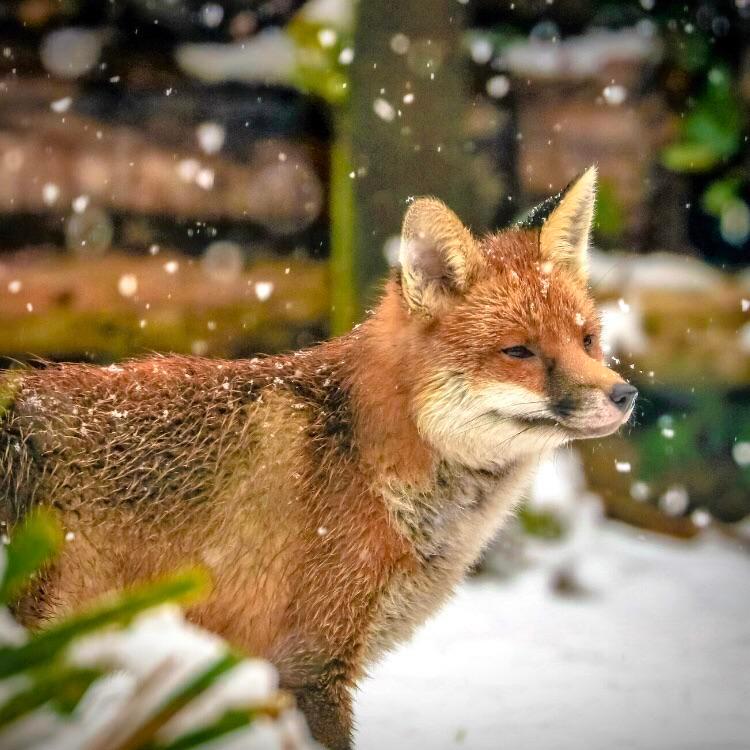 Snow Fox (by Stella) | Scrolller