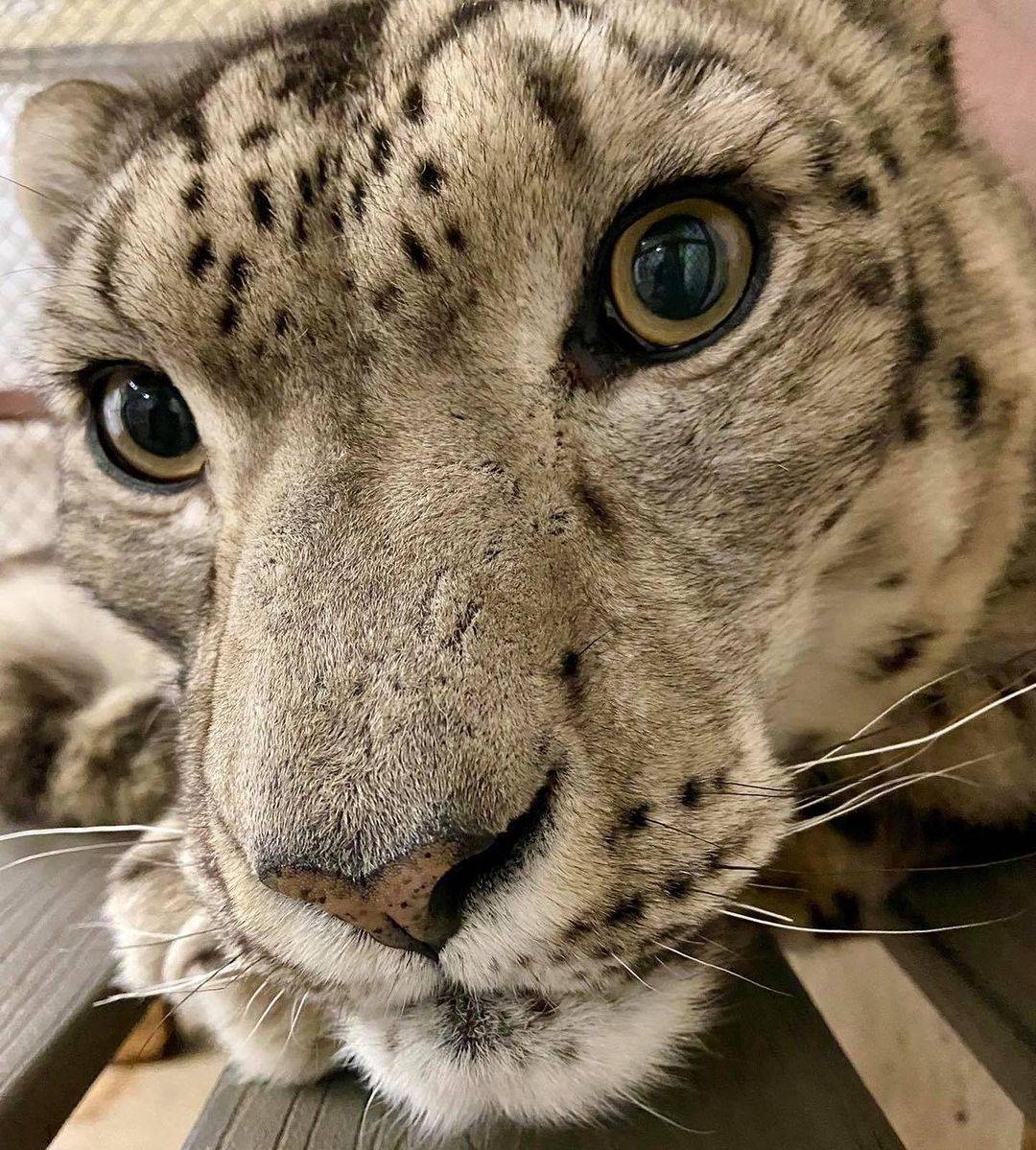 Snow leopard | Scrolller