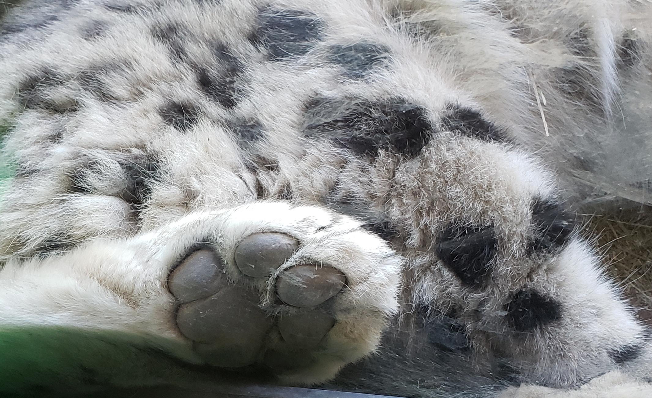 Snow Leopard toe beans!!!! | Scrolller