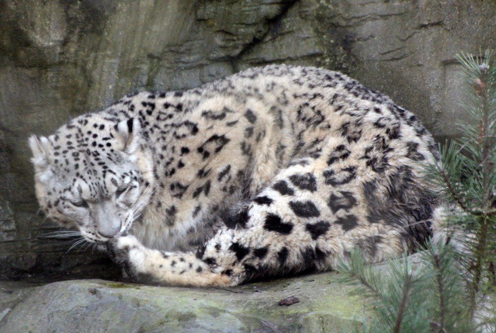Snow leopards are derpy | Scrolller