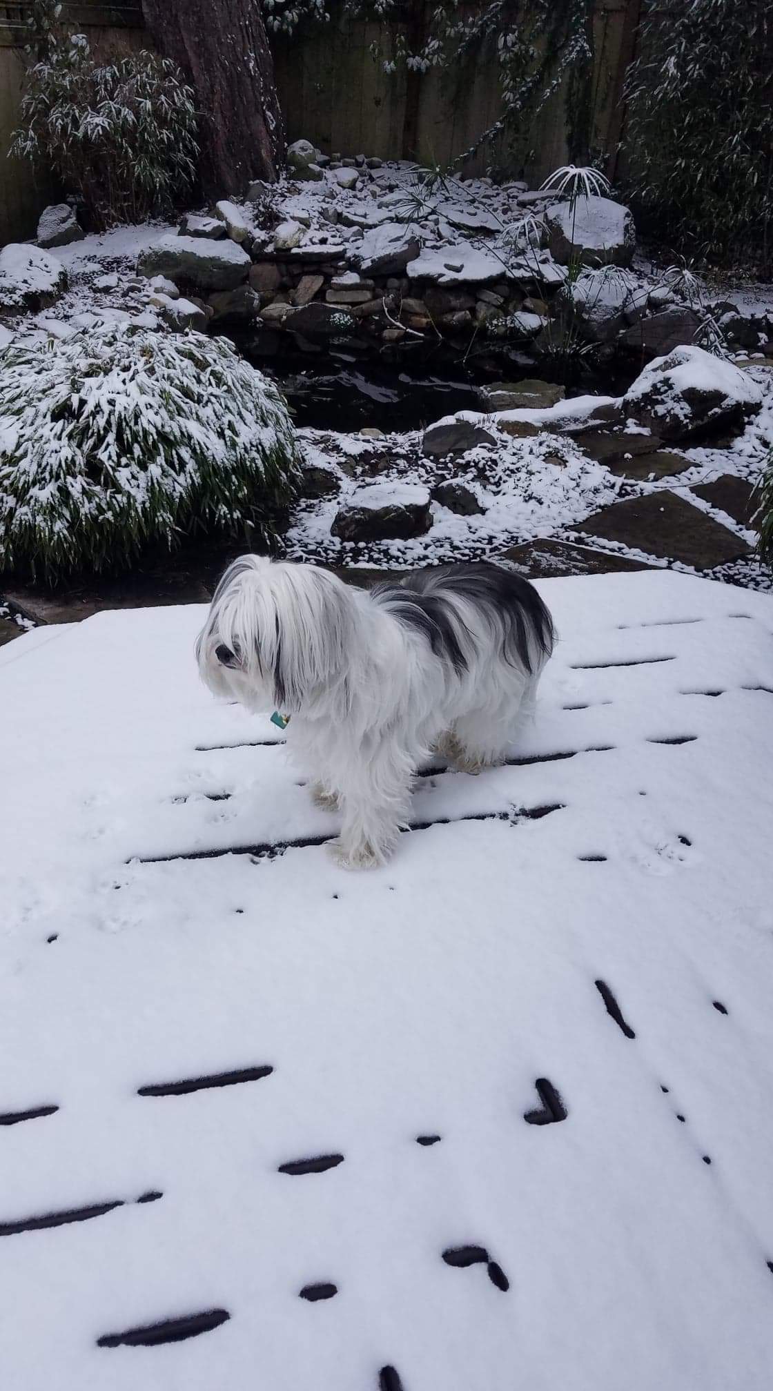 Snowy boy | Scrolller