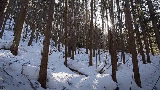 Snowy forest in Nagano, Japan. | Scrolller