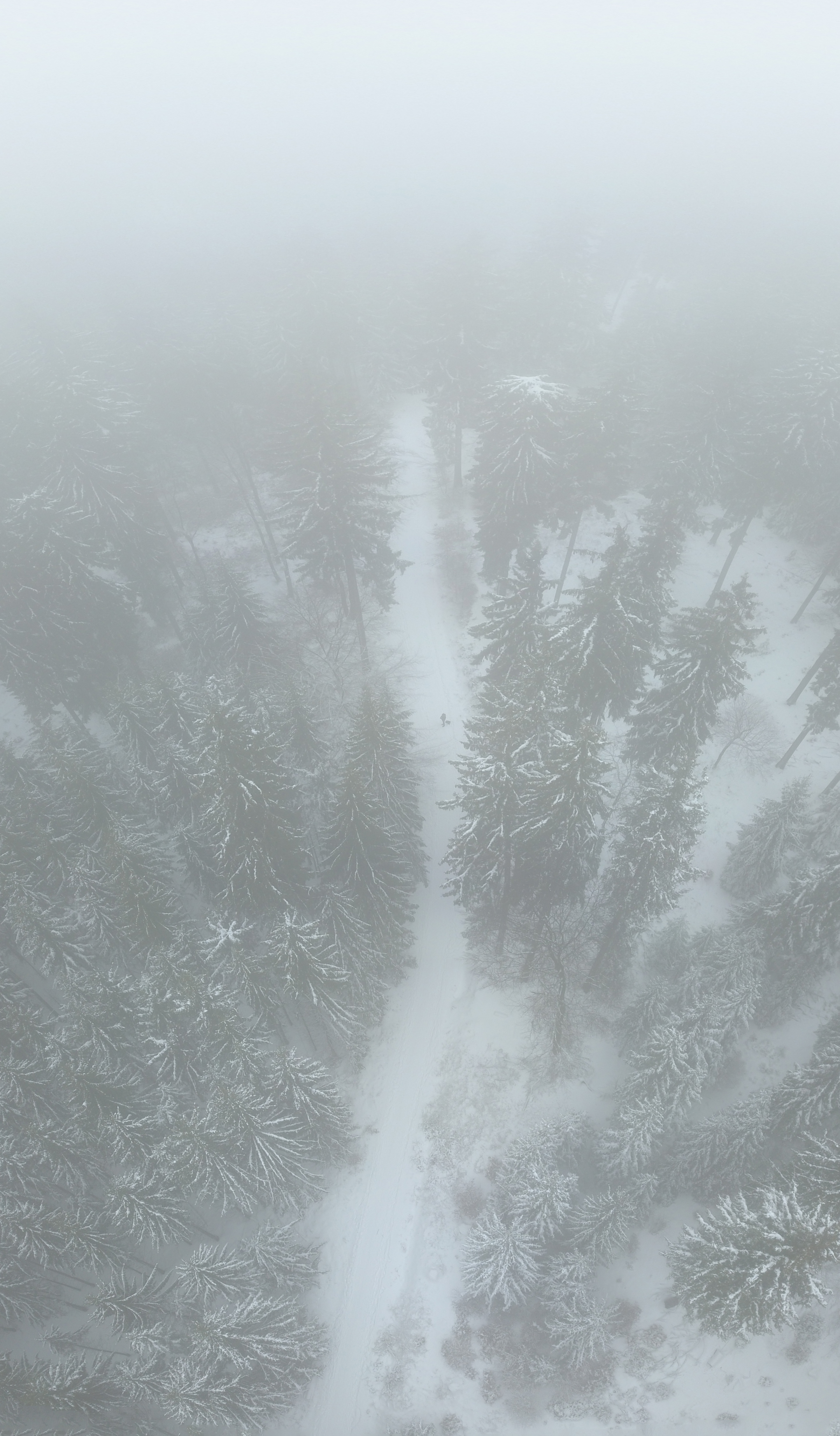 Snowy forest [MP1] [OC] | Scrolller