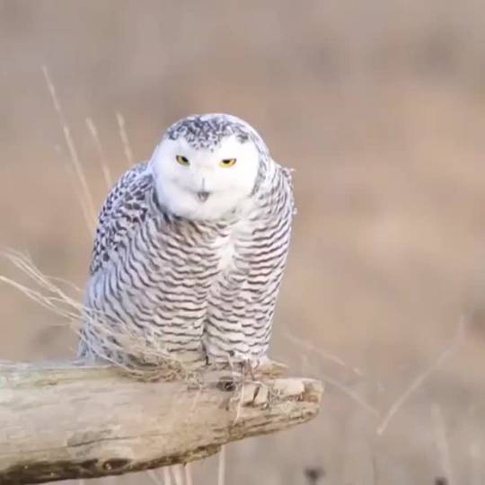 Snowy Owls are majestic creatures | Scrolller