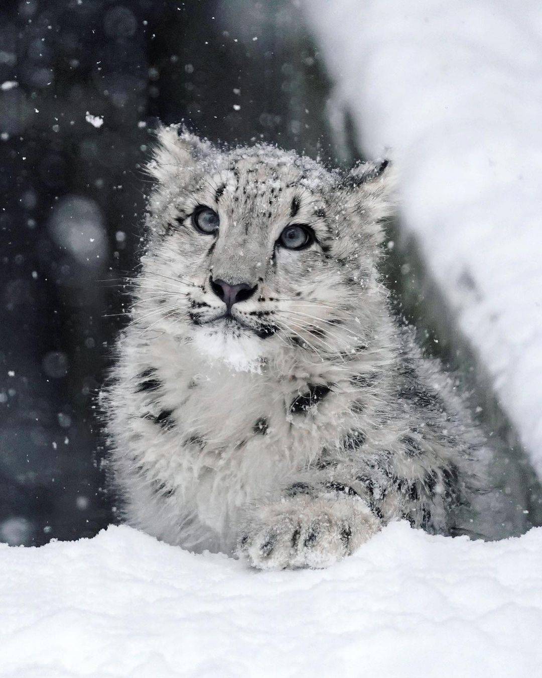 Snowy Snow Leopard | Scrolller