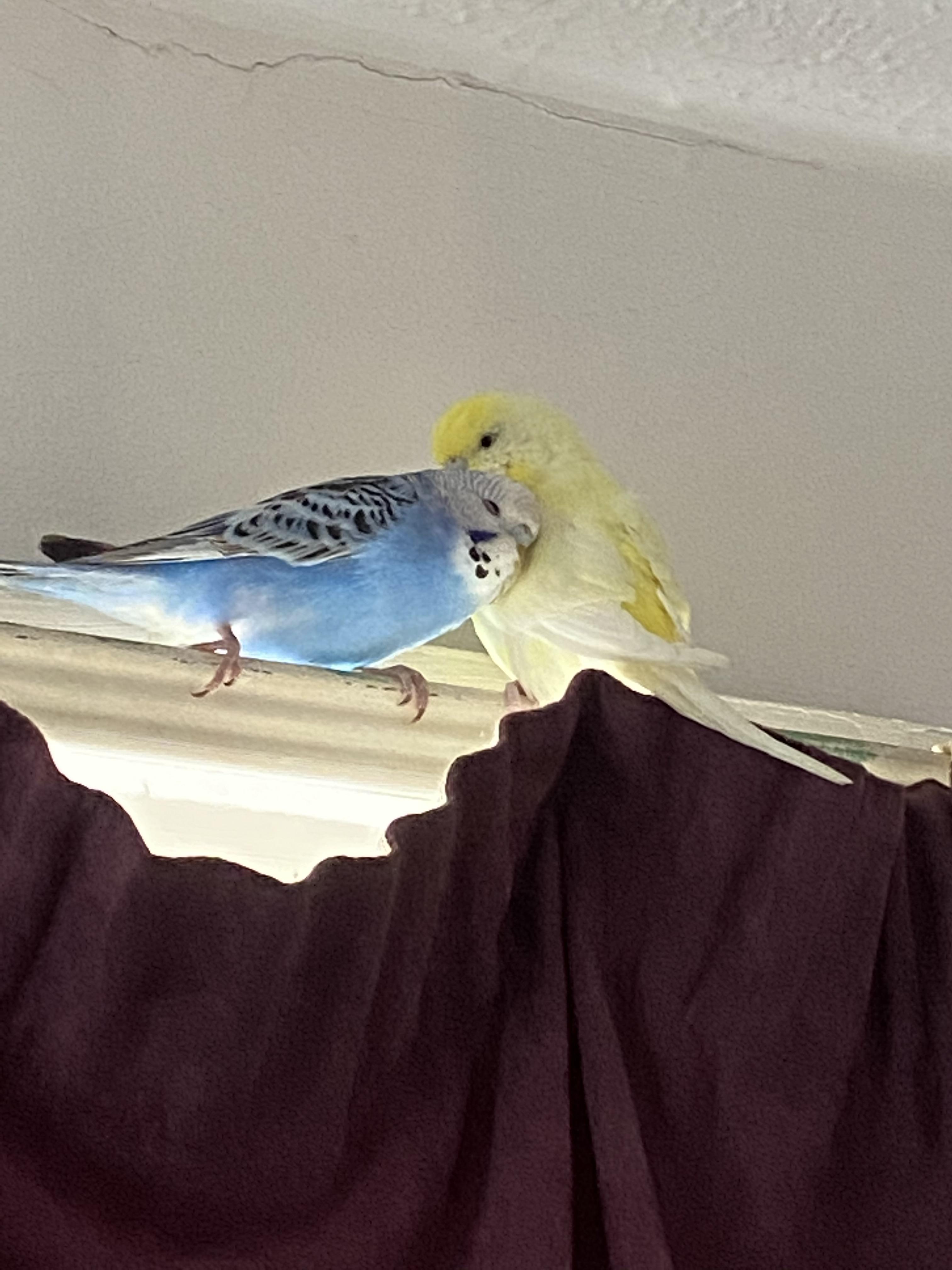 Snuggle and Cuddle. | Scrolller