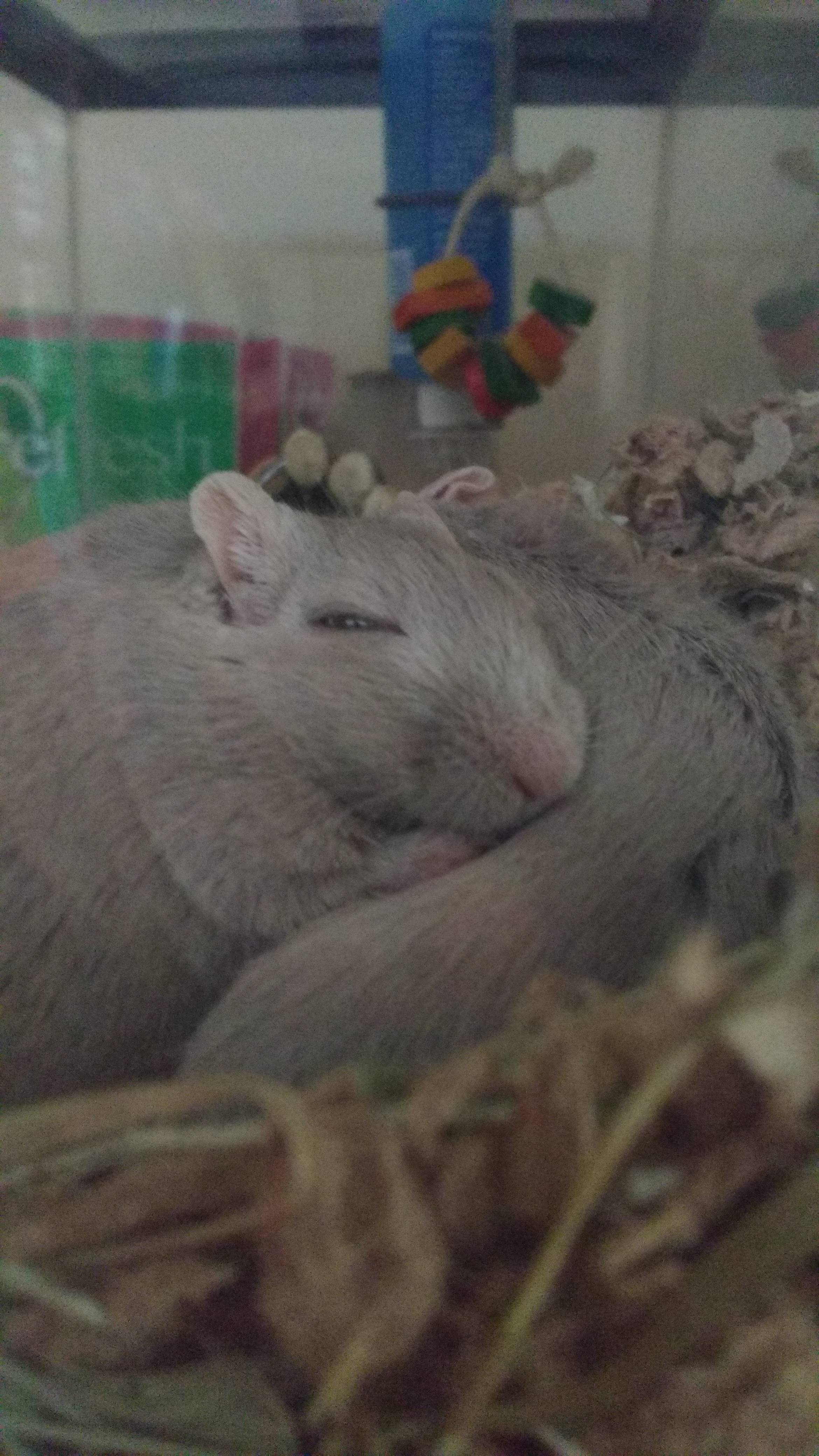 Snuggle buds | Scrolller