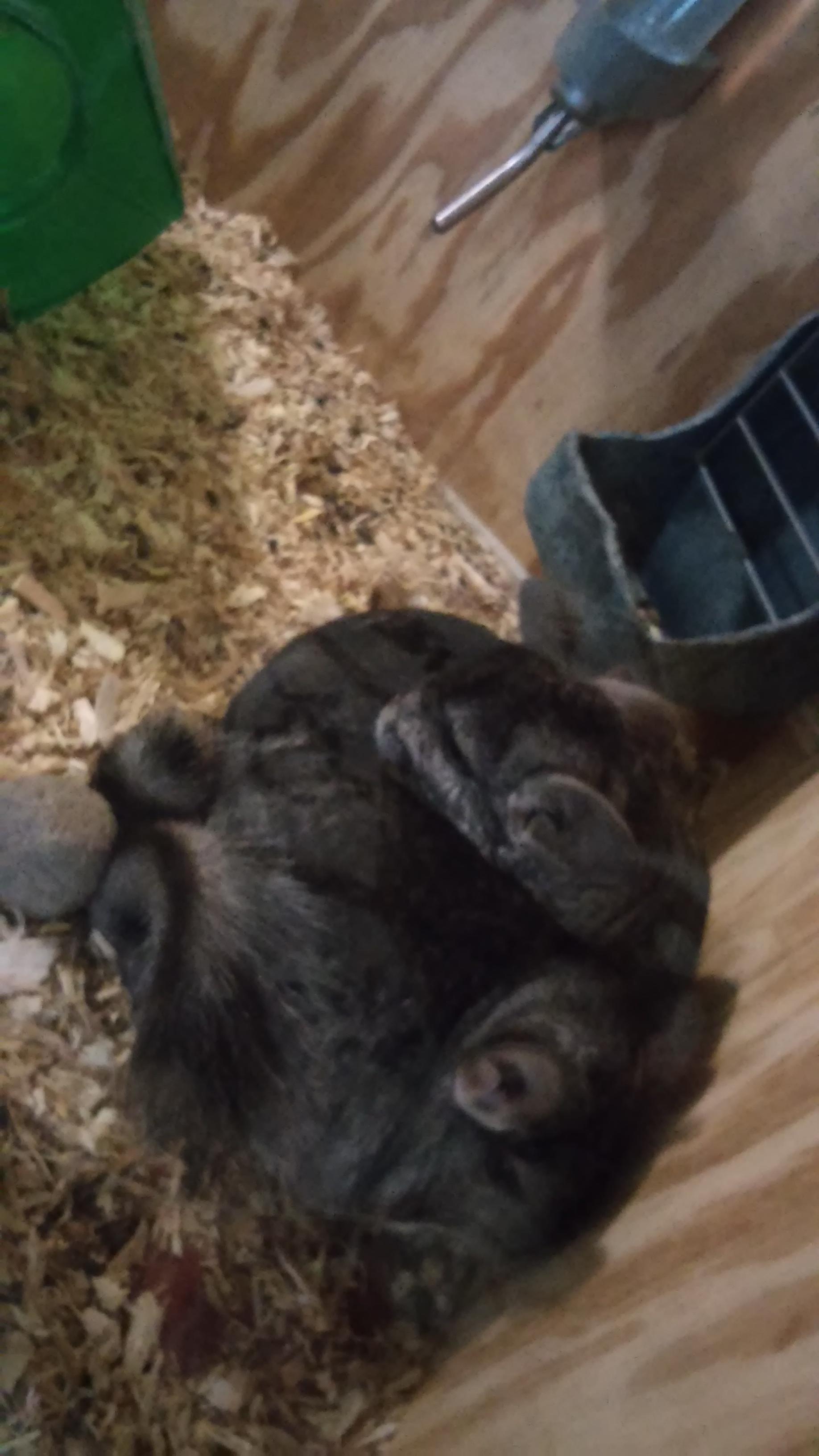 Snuggle pile! | Scrolller