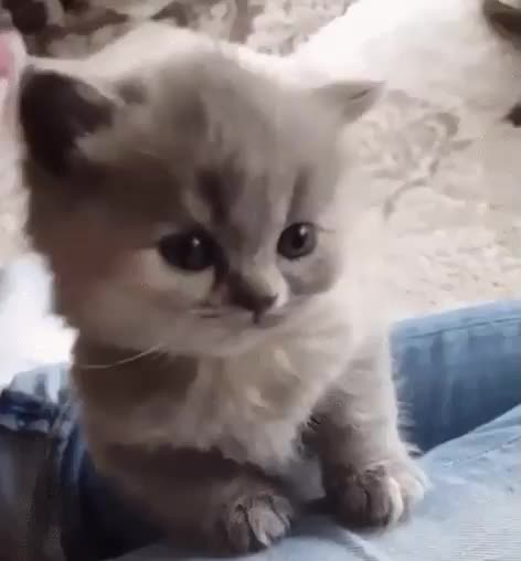 So fluffy! | Scrolller