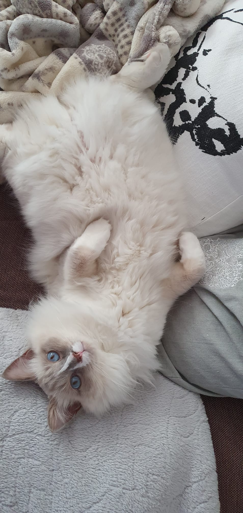 so fluffy! | Scrolller