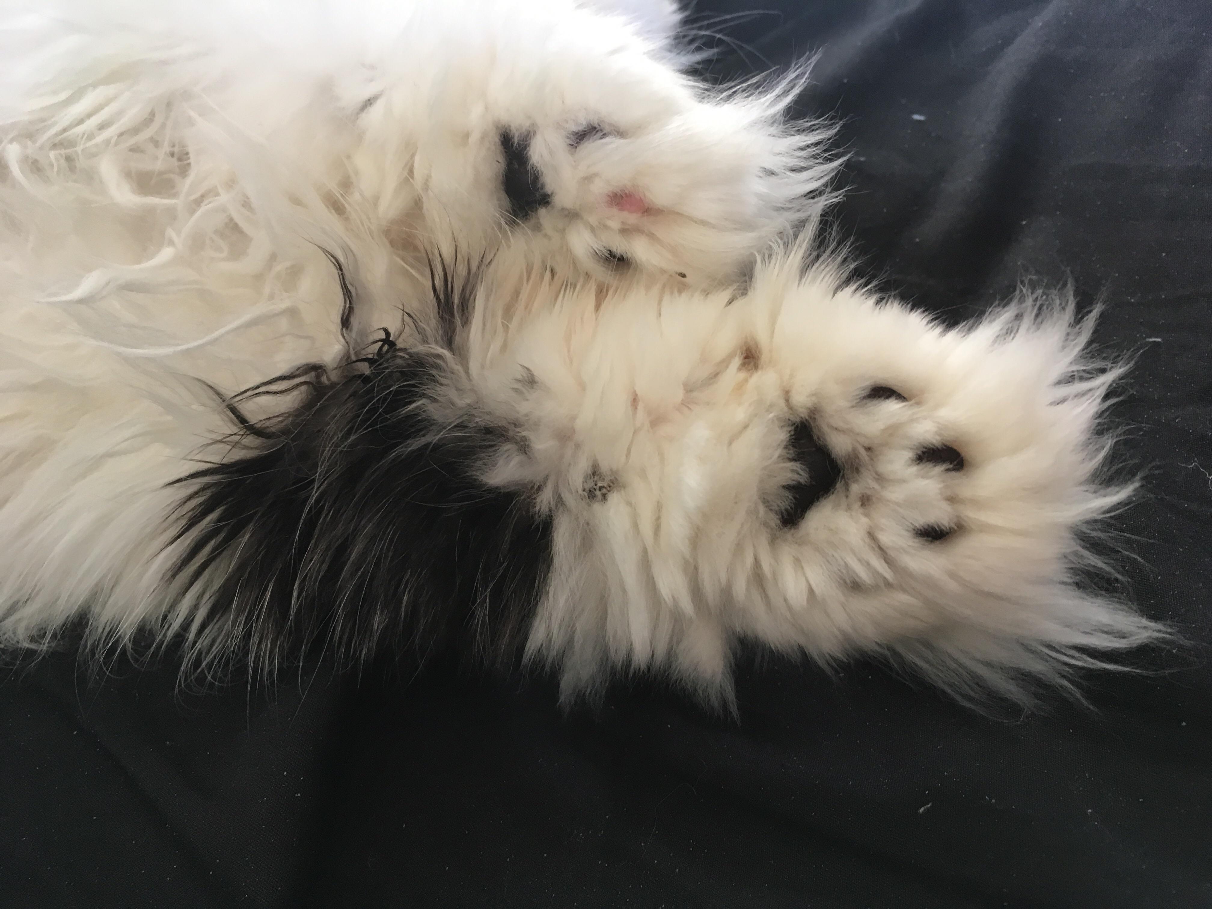 So fluffy you can barely see the beans! | Scrolller