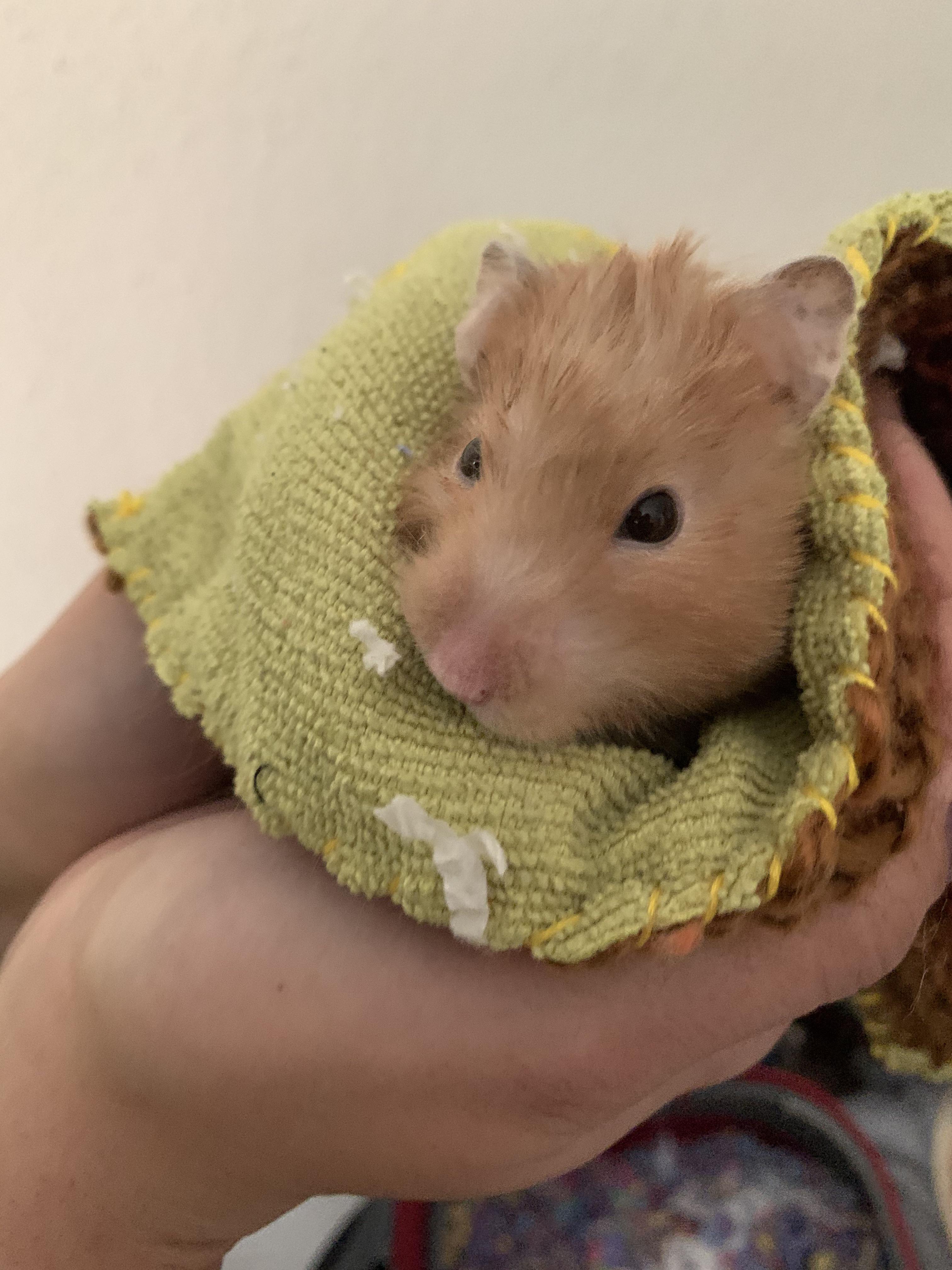 So happy to be able to bring this little girl home after pyometra surgery | Scrolller