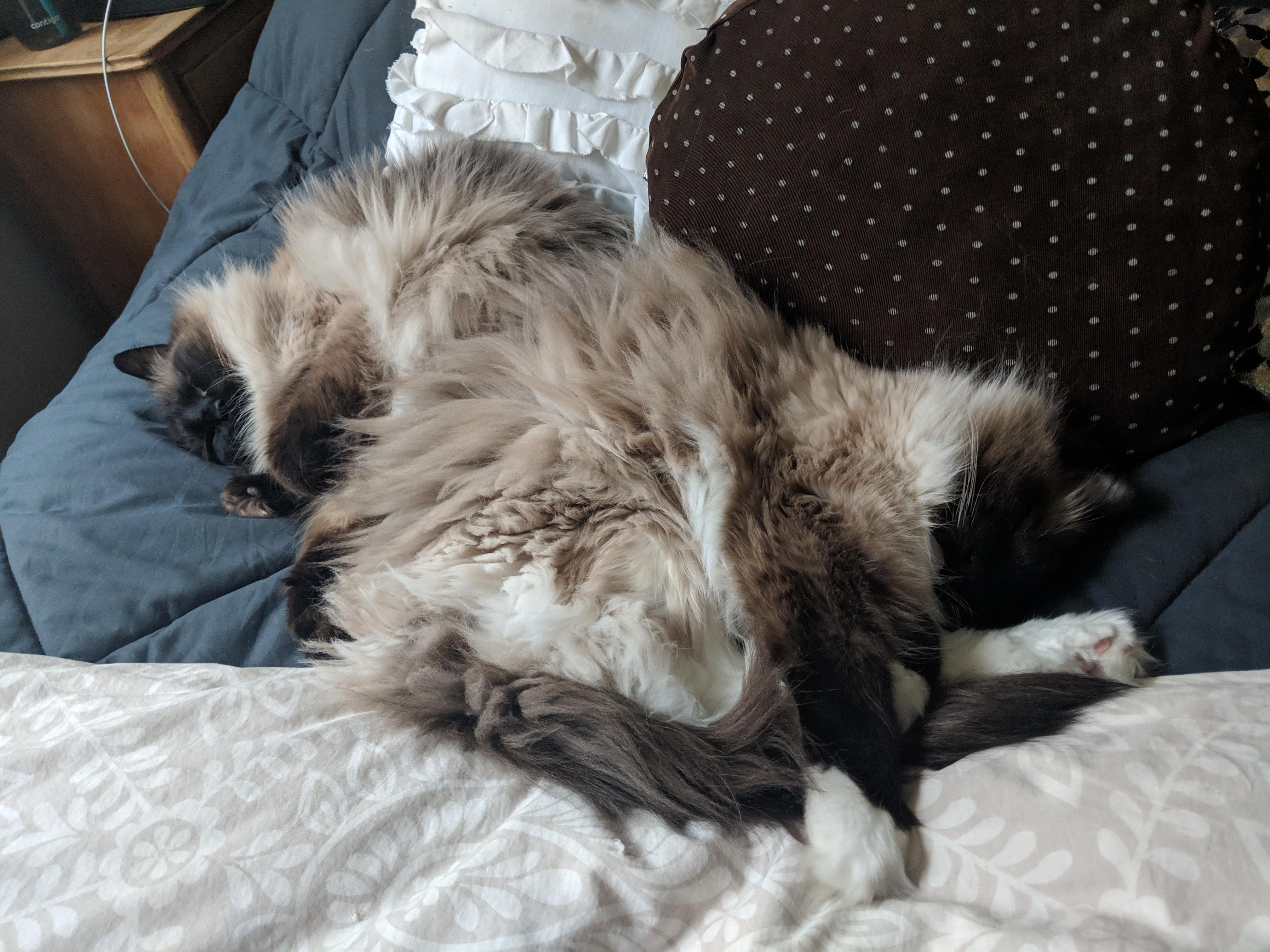 So much fluff | Scrolller