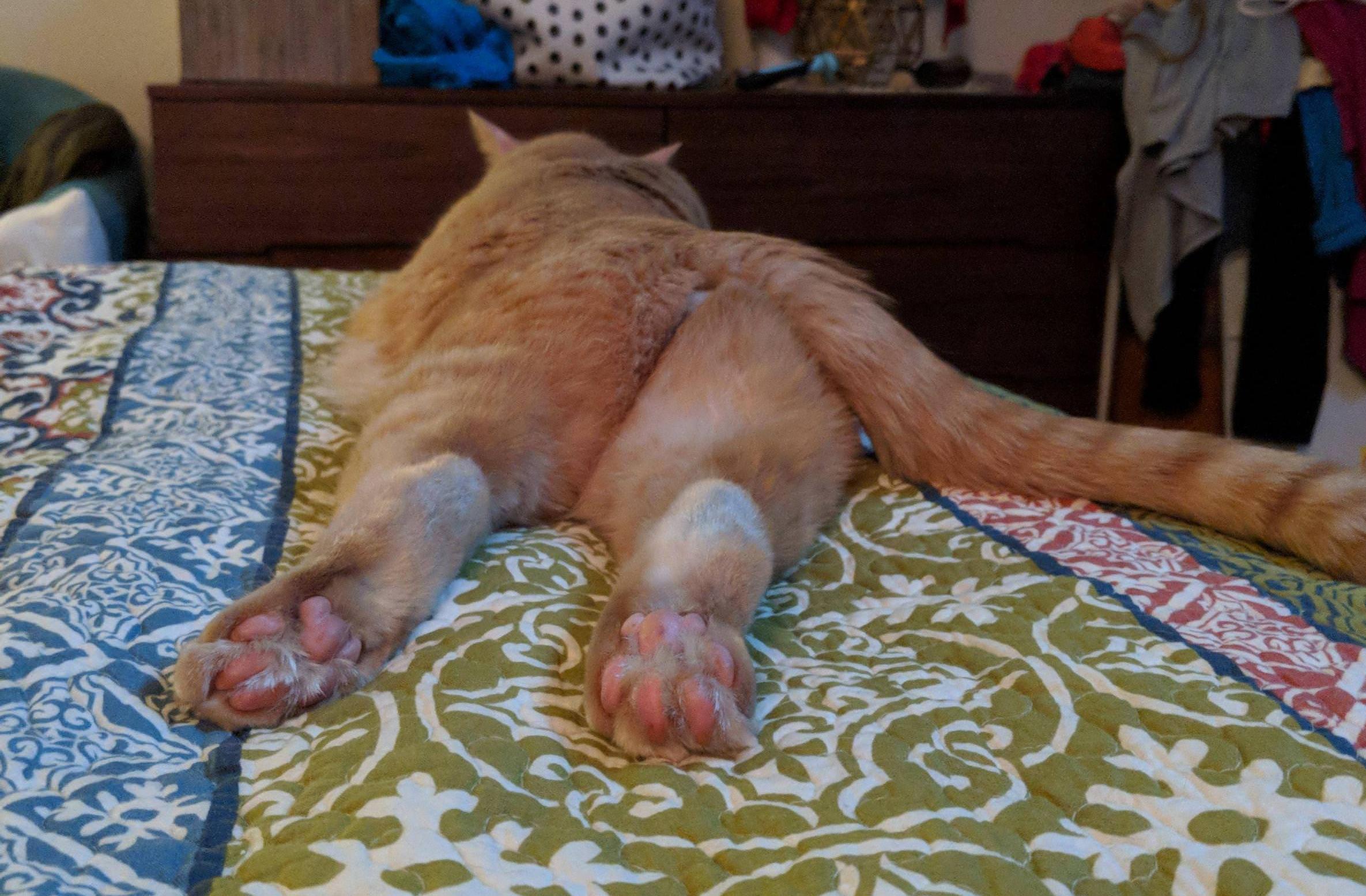 So my cat has a full-on butt crack | Scrolller