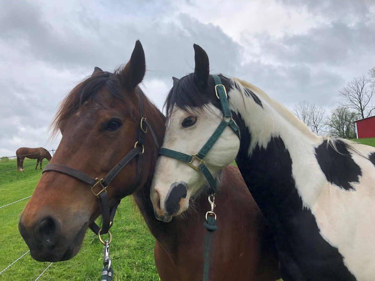 Sodak and Blue, still the best of buds! | Scrolller