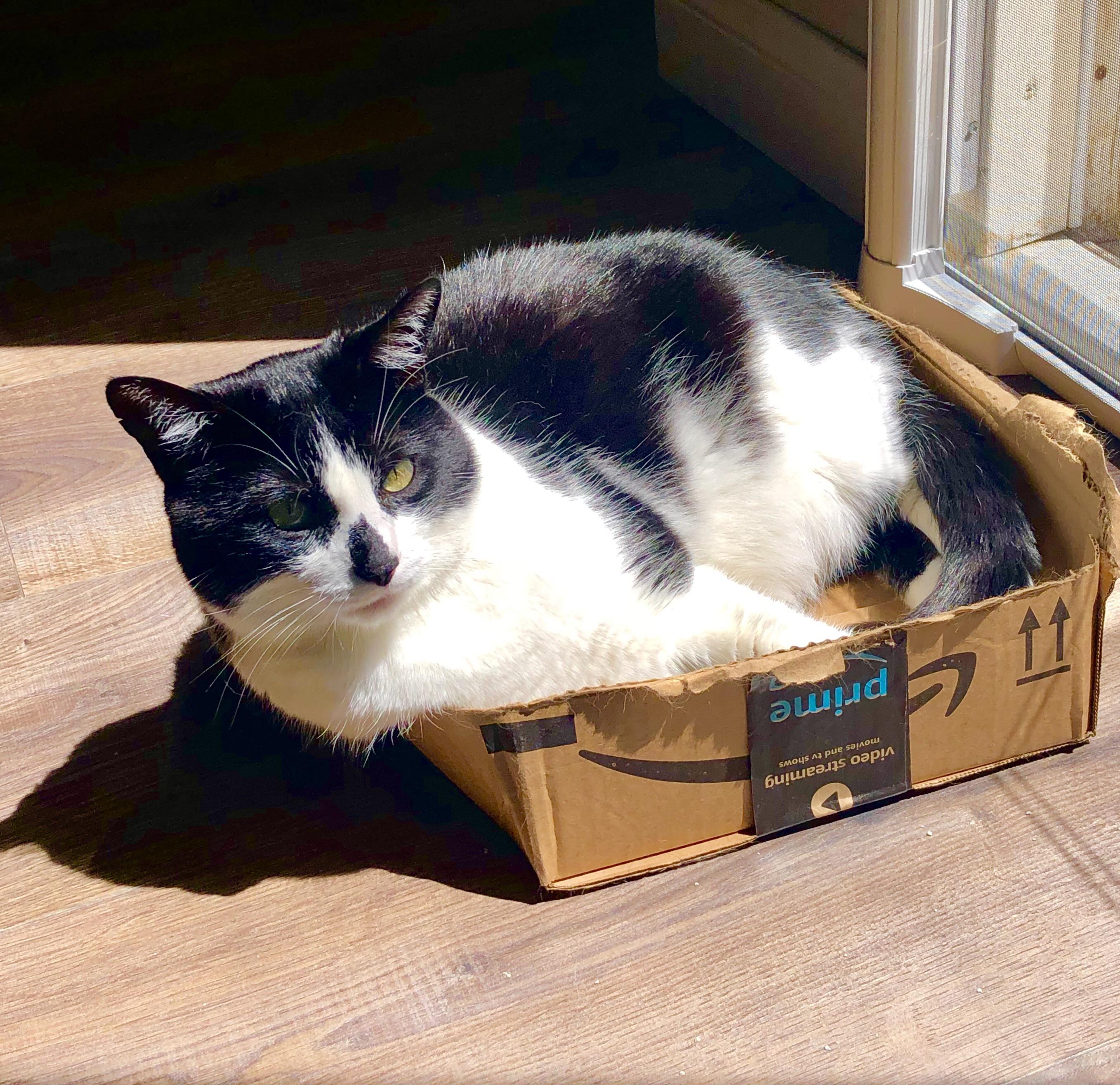 Solar-powered cat trap | Scrolller