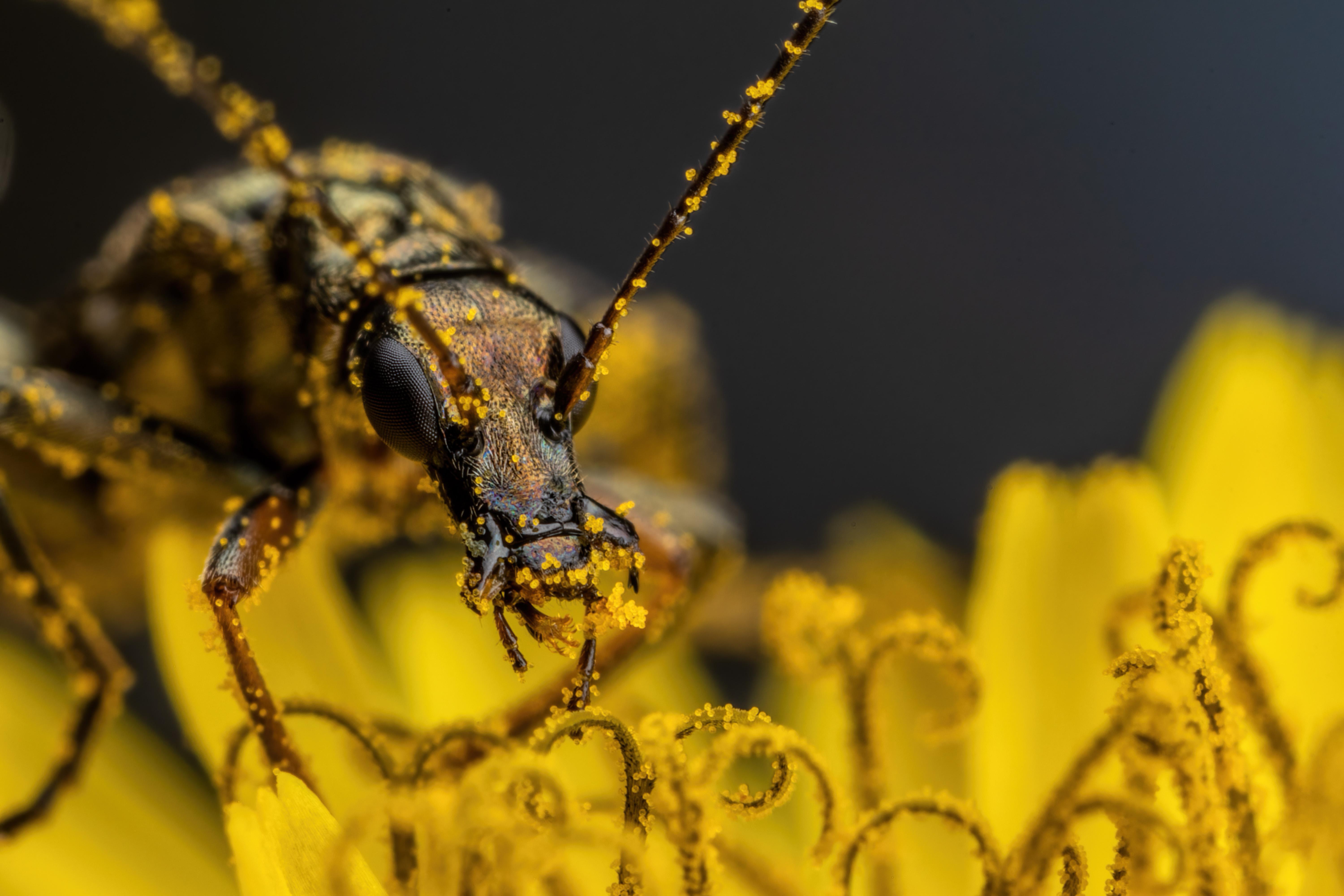 Soldier Beetle Eating Pollen | Scrolller