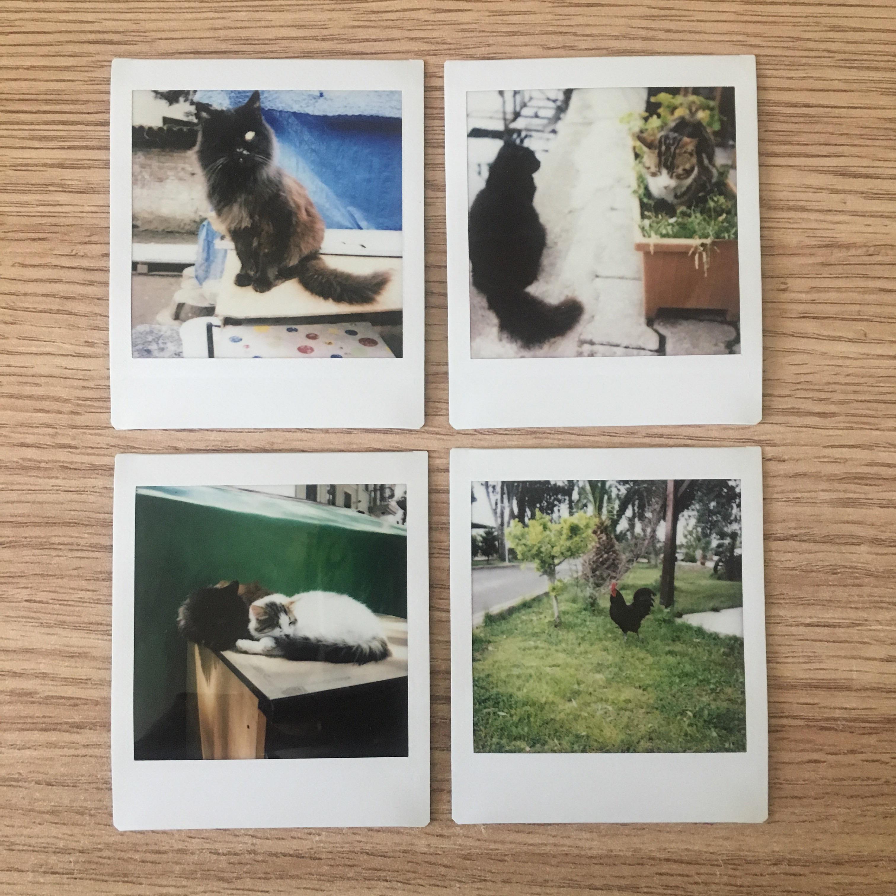 Some cats and a rooster | Scrolller