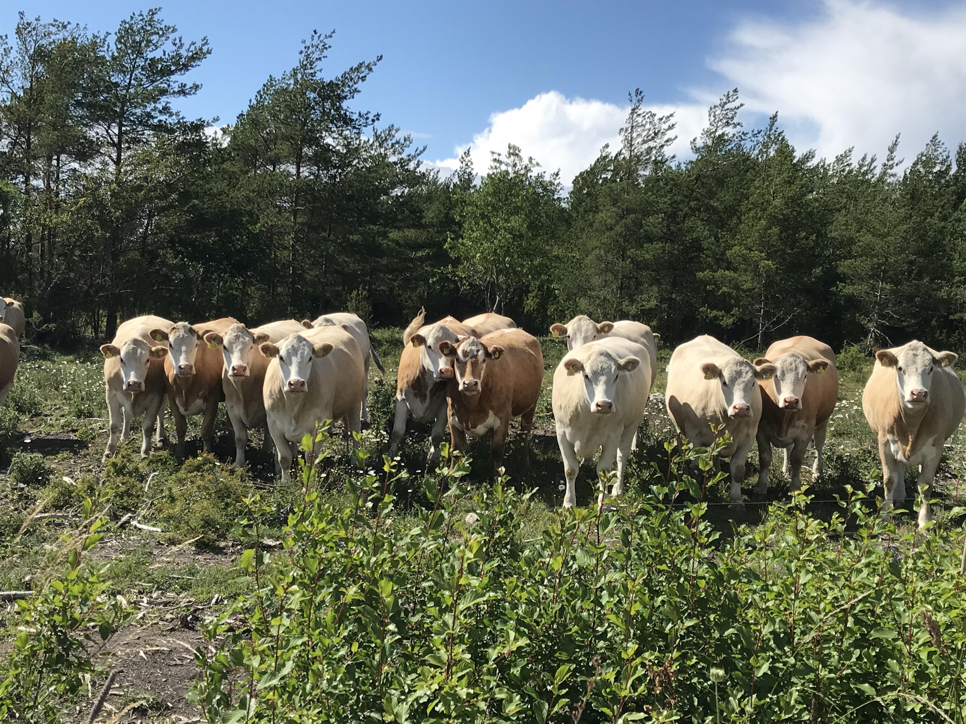 Some curious cows | Scrolller