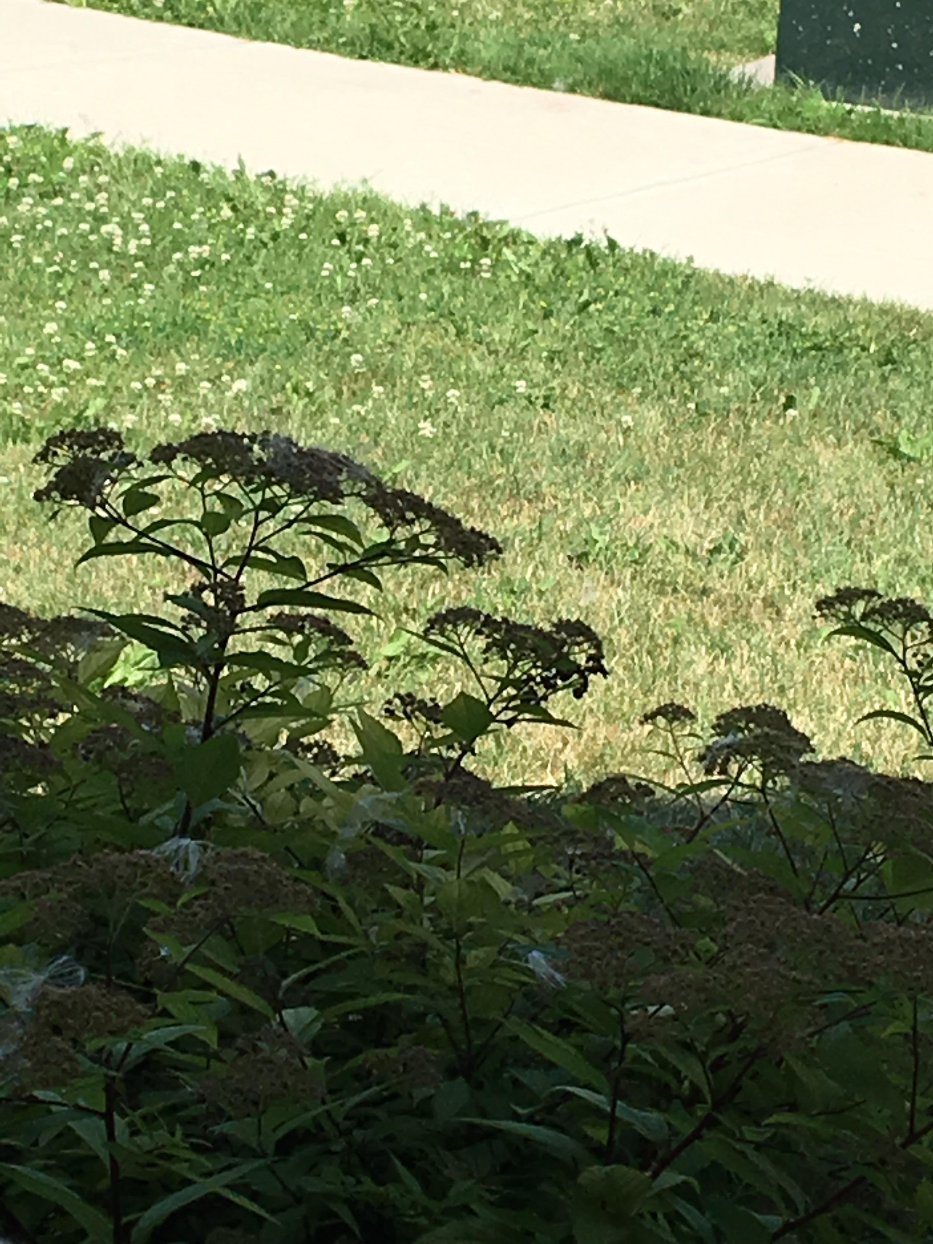 Some grass | Scrolller