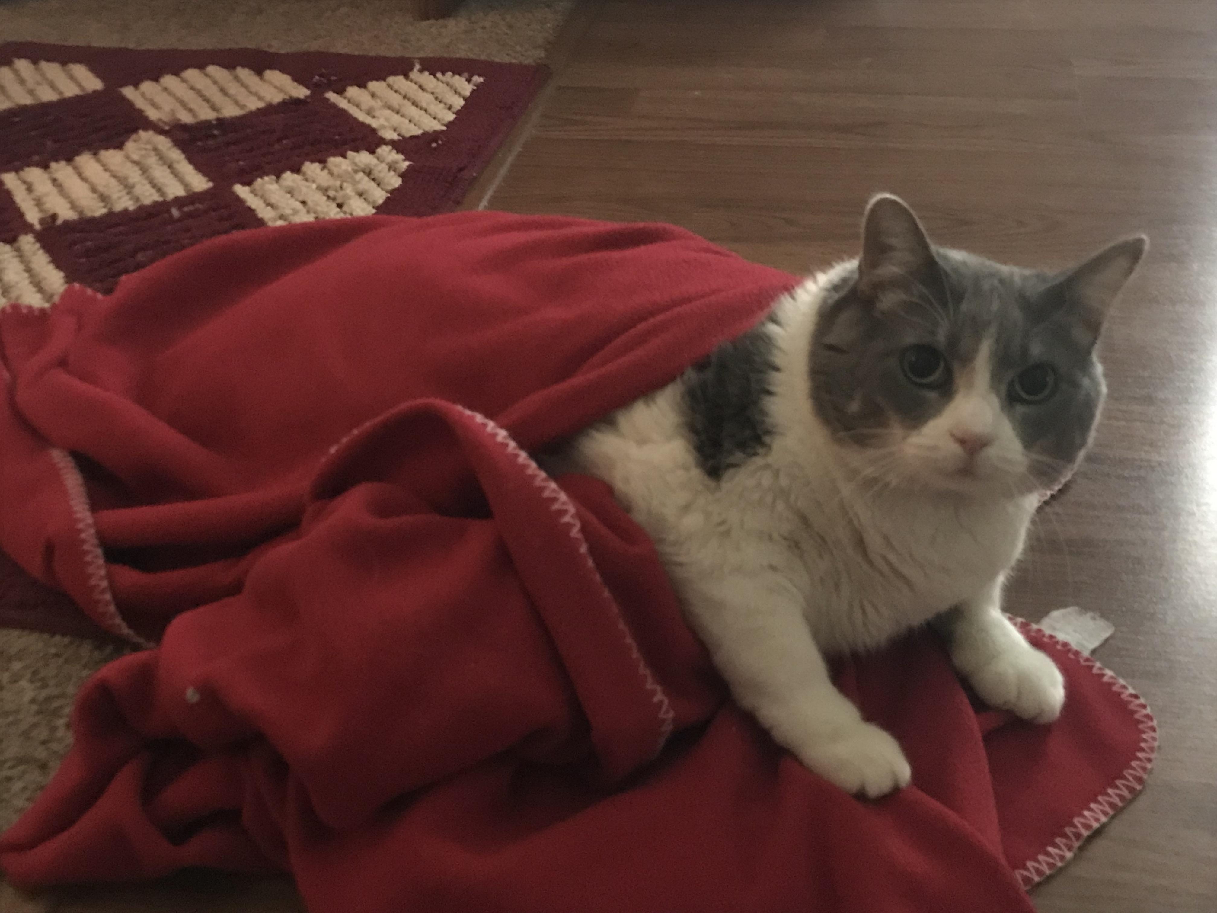 Some more of fat cat Abbey | Scrolller