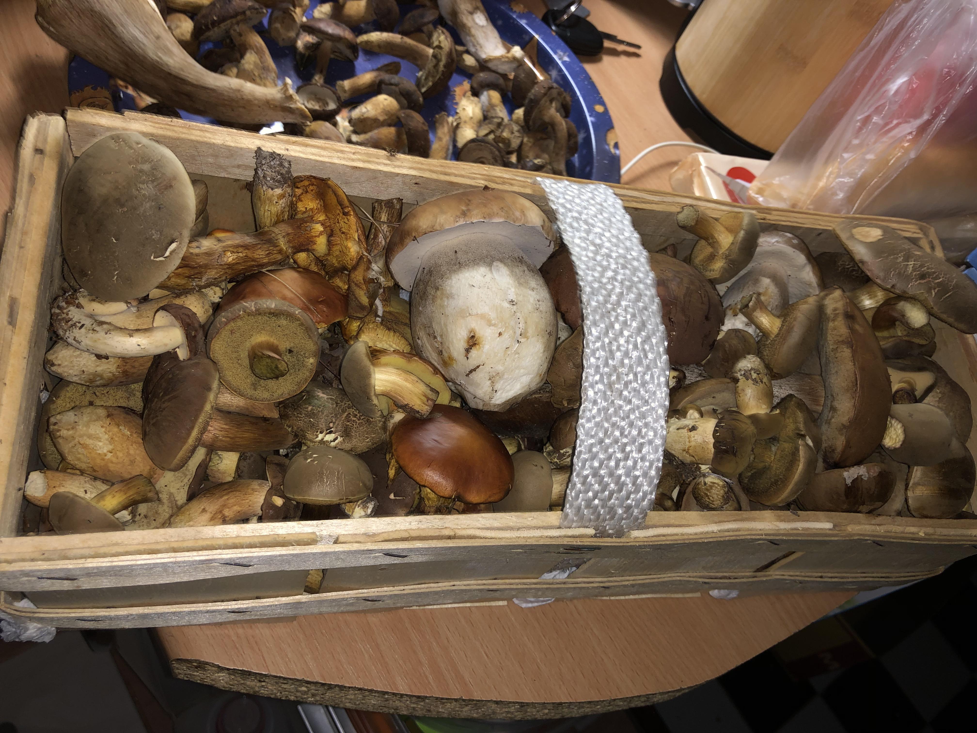 Some mushrooms! | Scrolller