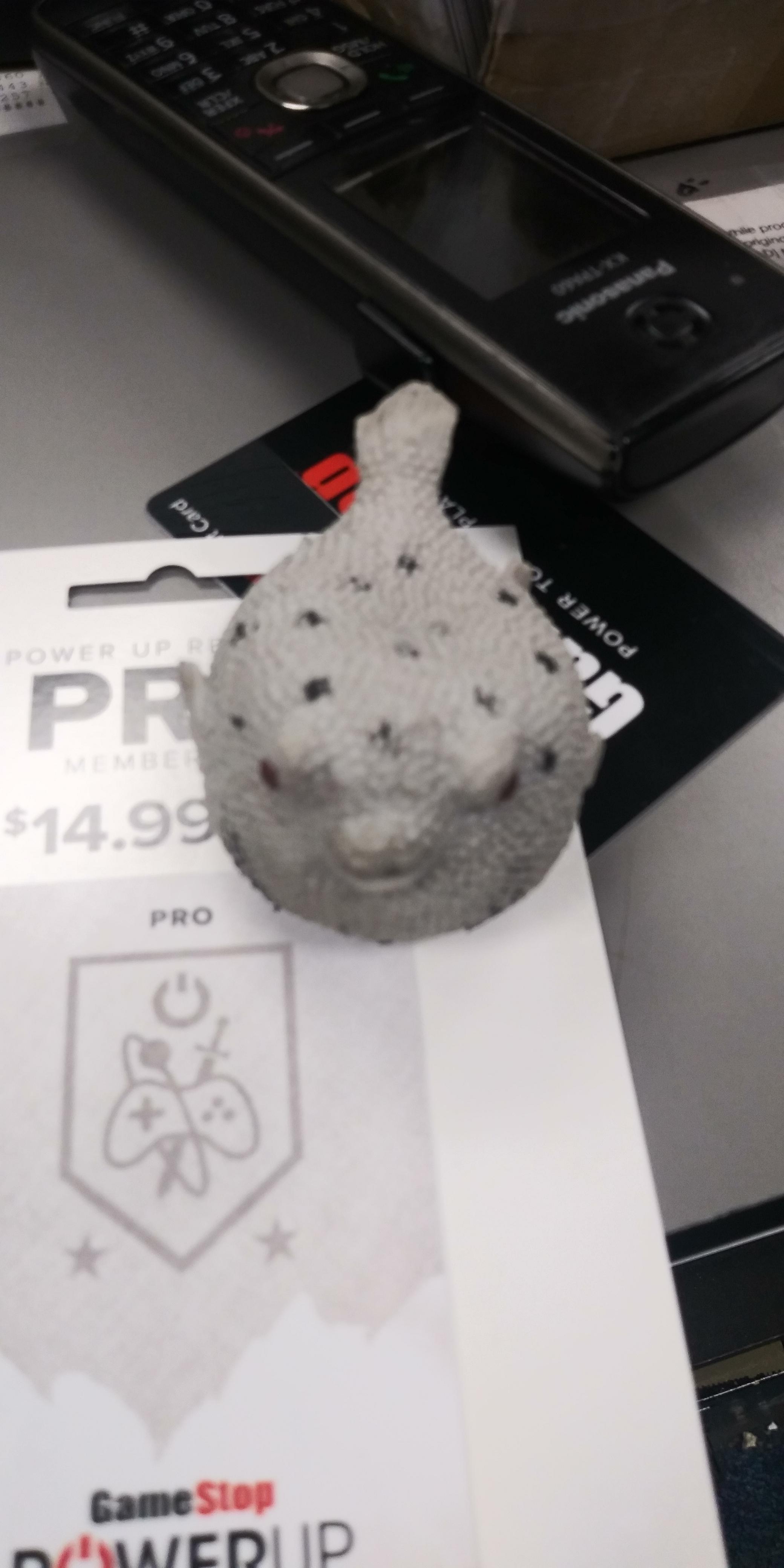 Some one left a poofer fish in my store ive named him Dingle | Scrolller