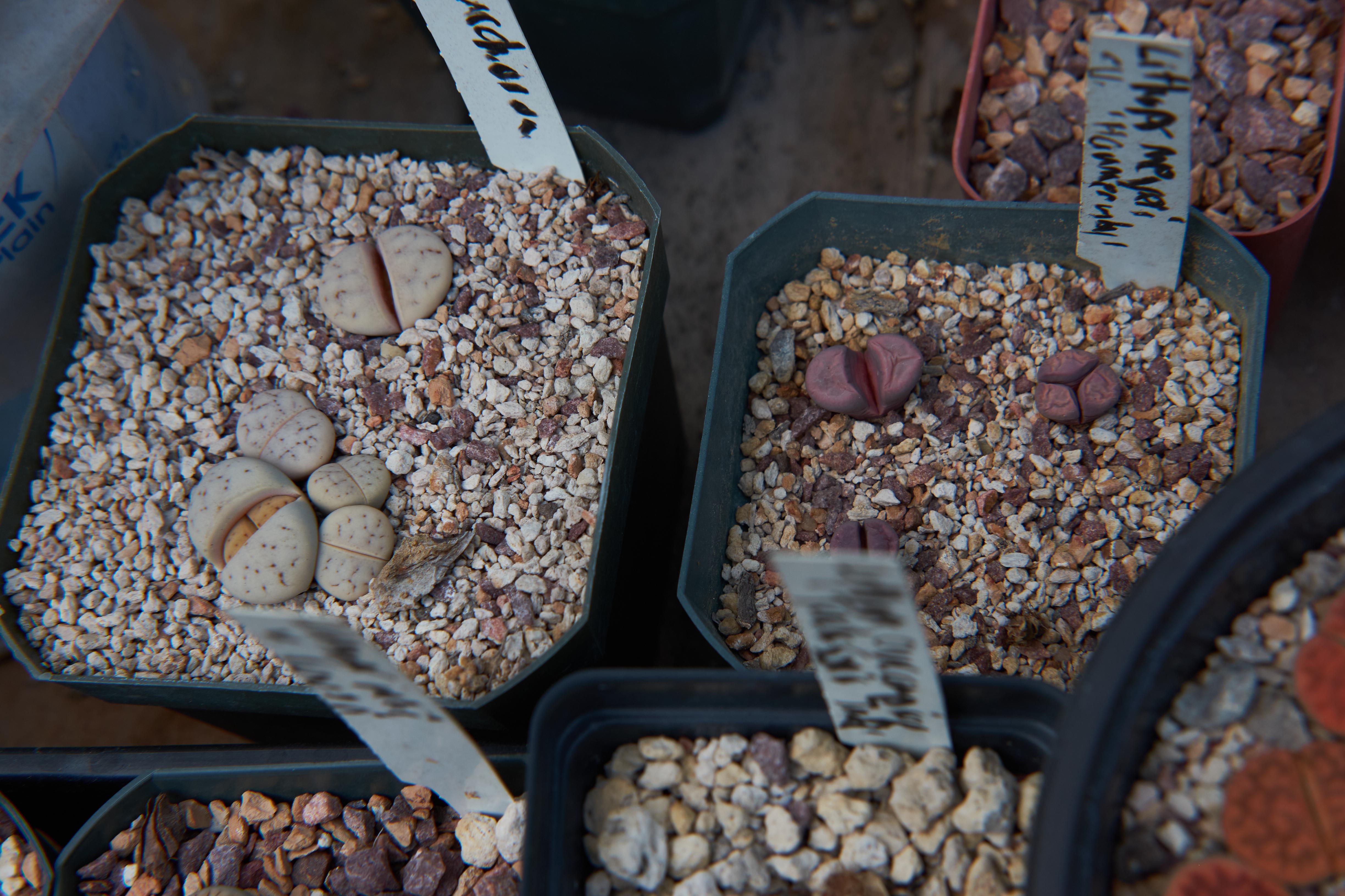 Some rarer Lithops seedlings | Scrolller
