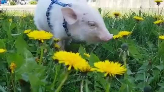 Here's a cute pig gif from r/pigifs | Scrolller