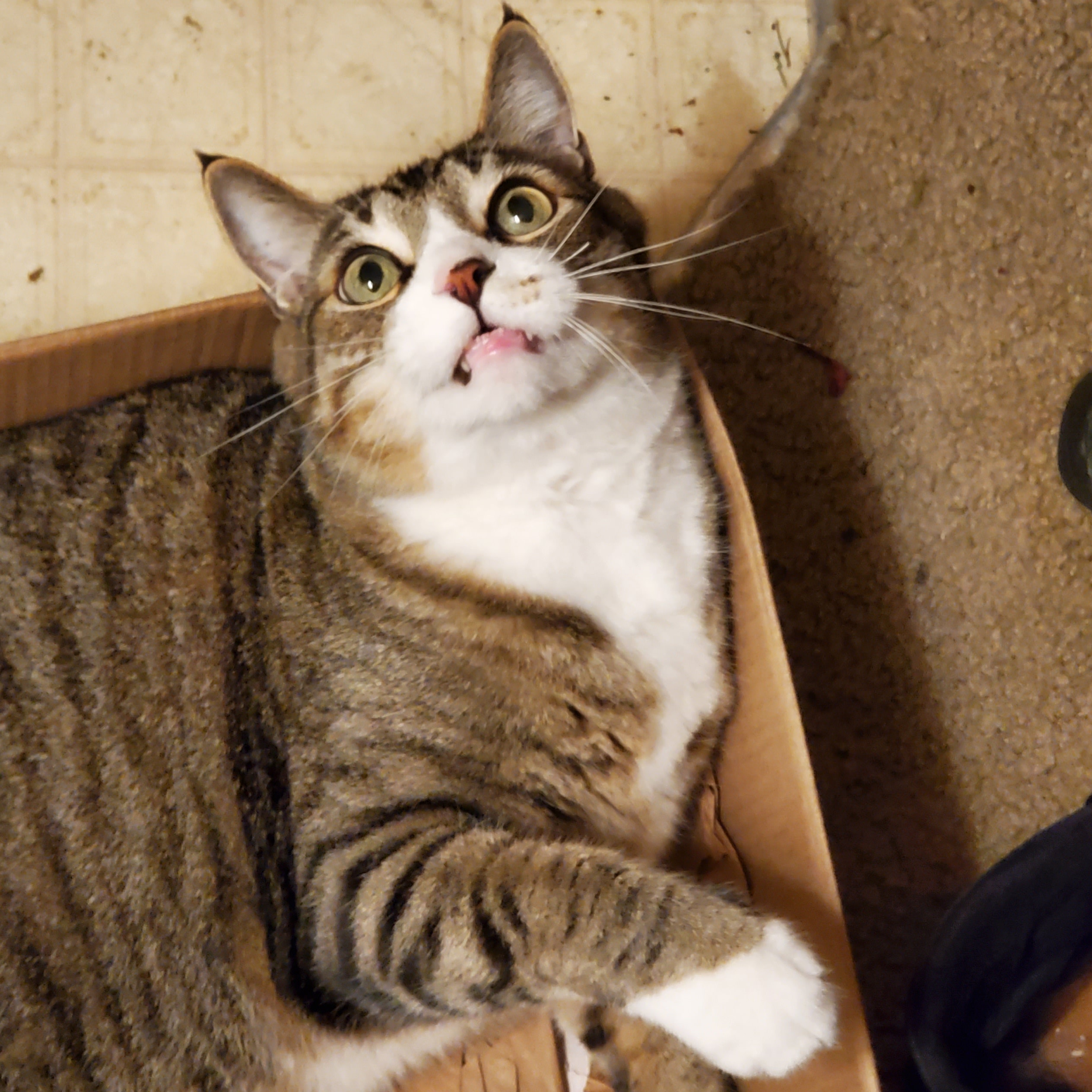 Someone is entraced by string | Scrolller