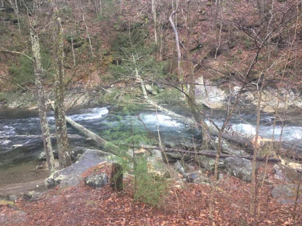 Someone is intentionally cutting trees across the Tellico in TN | Scrolller