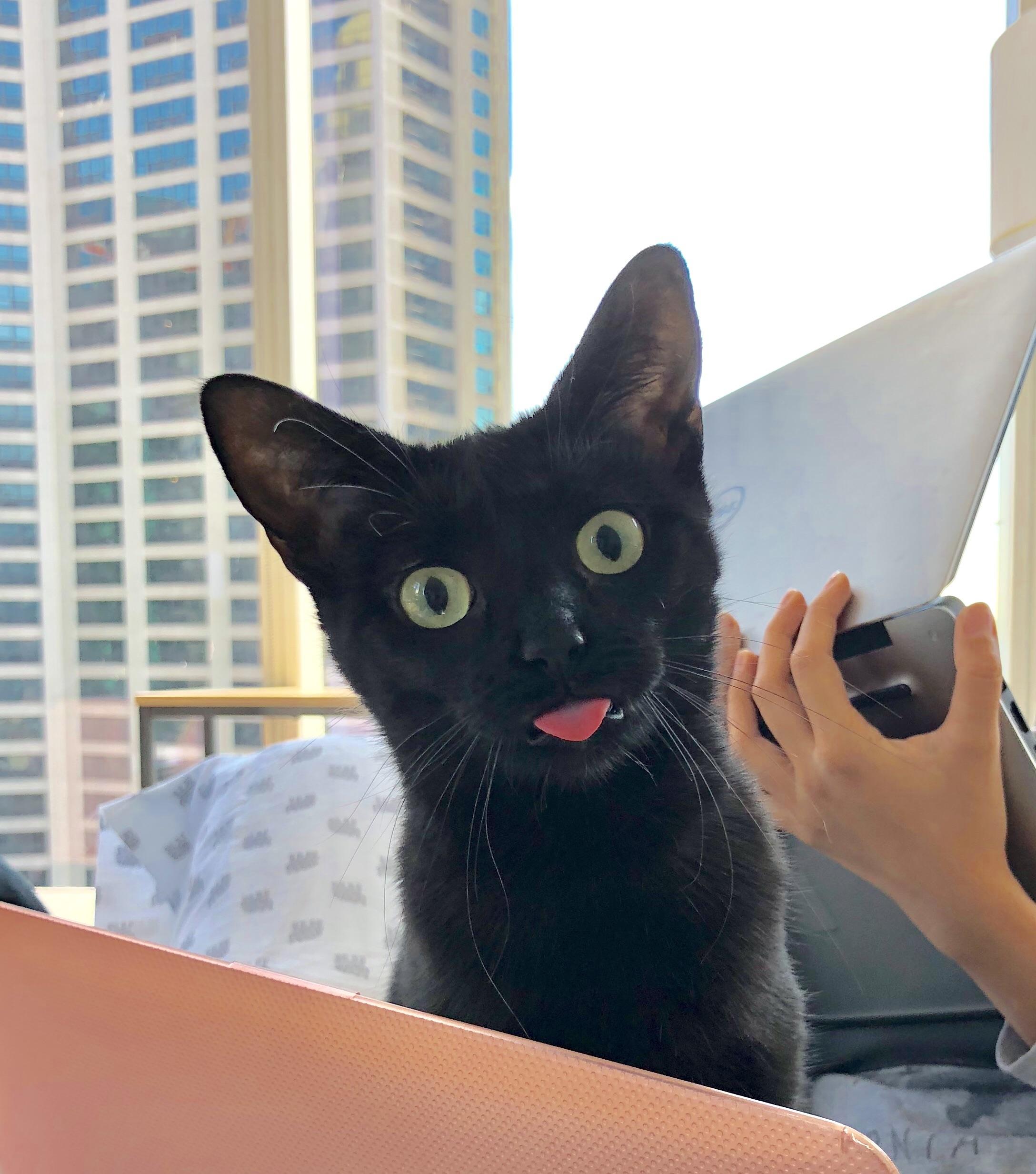Someone knocked on the door mid grooming... surprised blep! | Scrolller