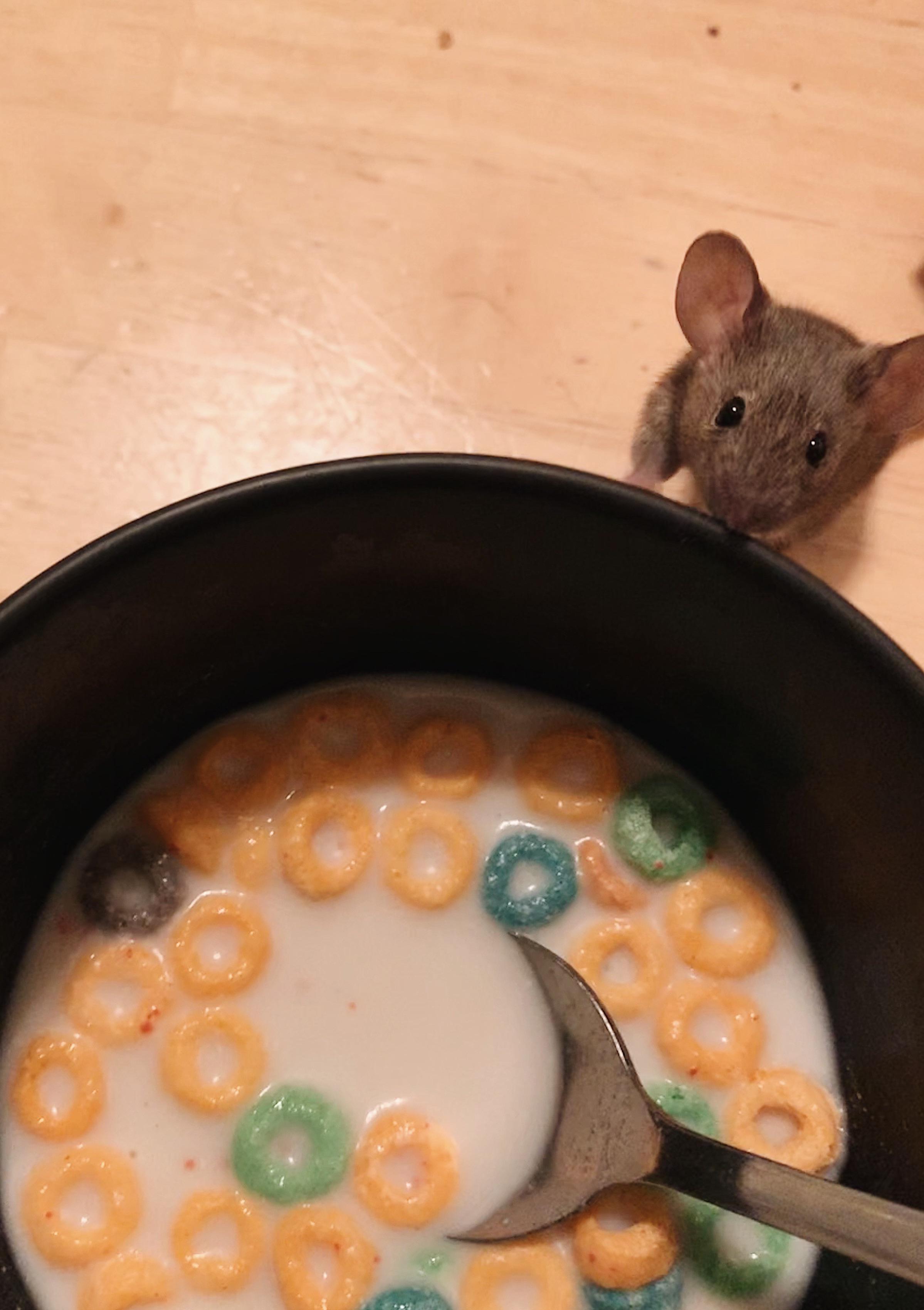 Someone wants my cereal | Scrolller