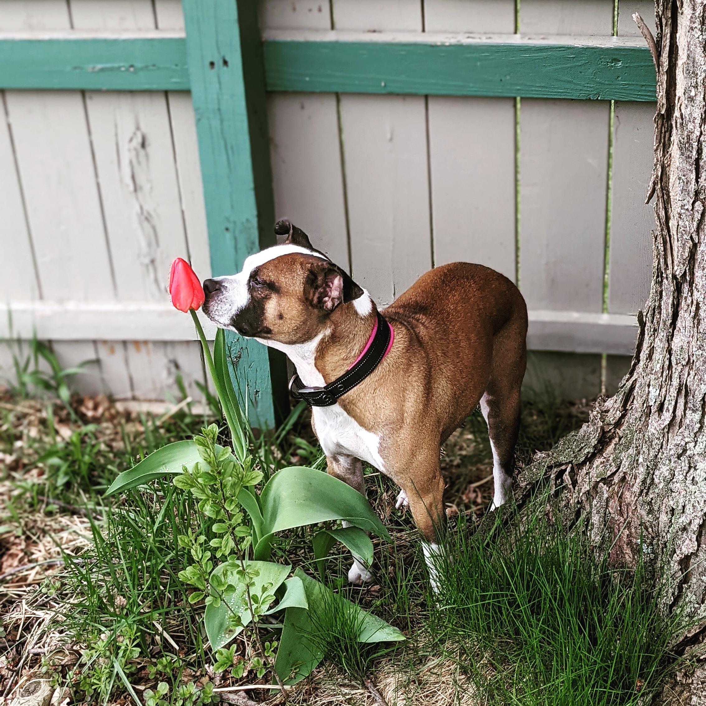 My Staffy named Dottie smelling a tulip. | Scrolller