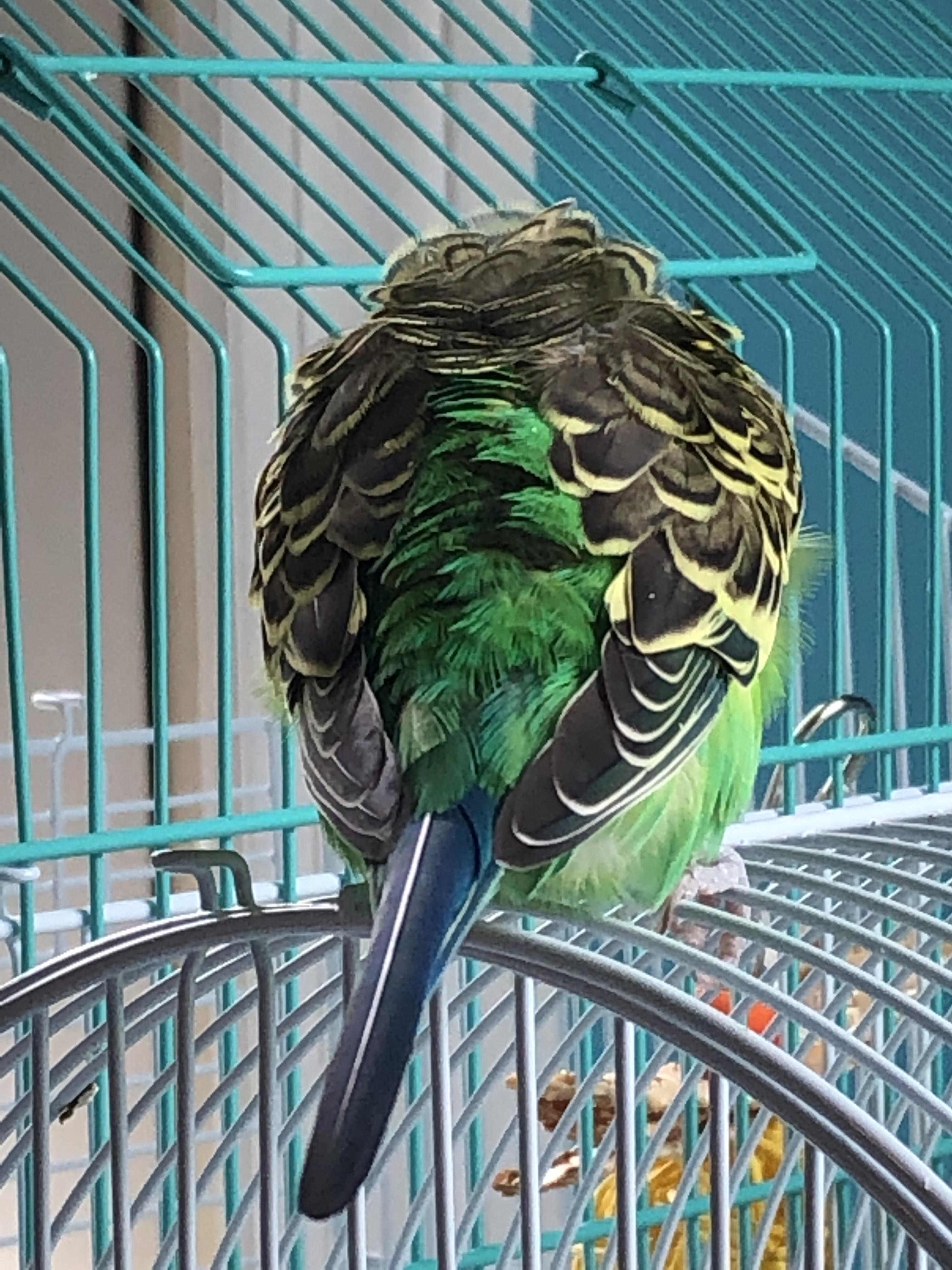 Soup is so thicc...look at this absolute unit! | Scrolller