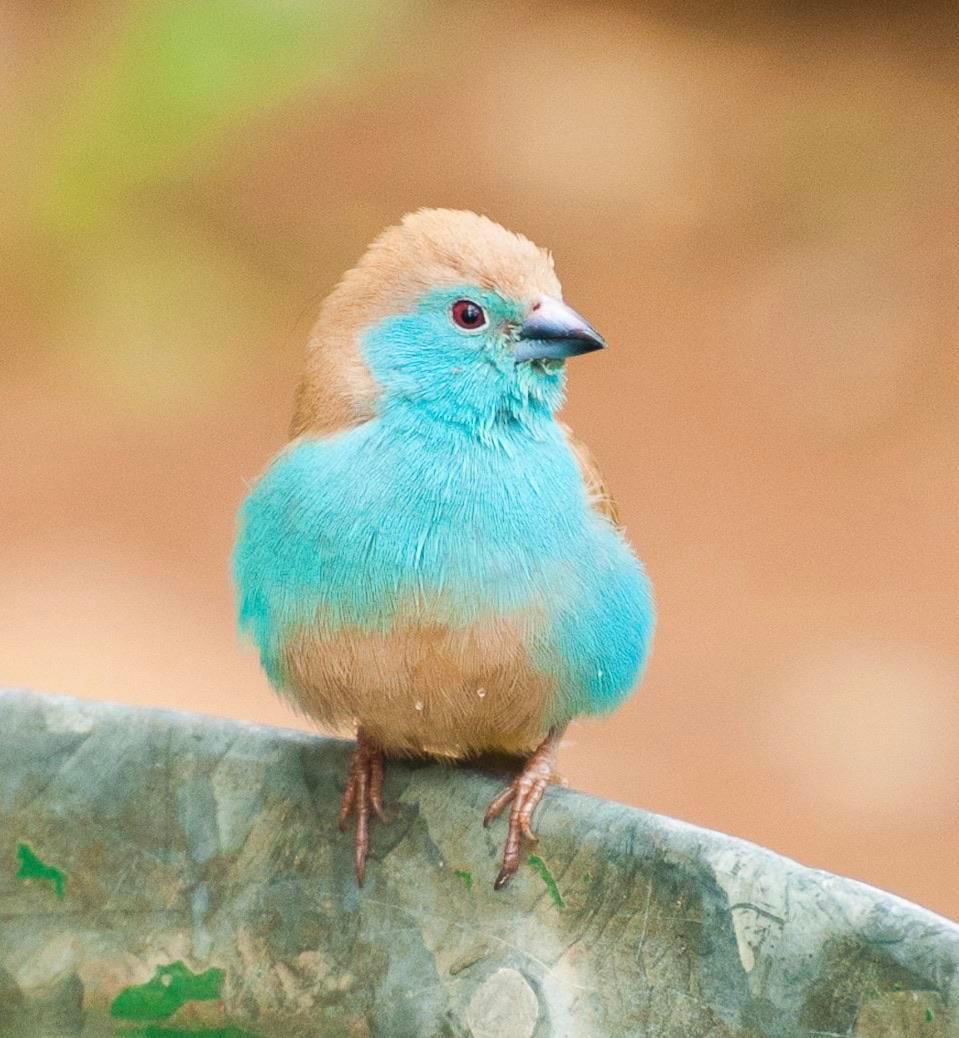 Southern Cordon Bleu | Scrolller