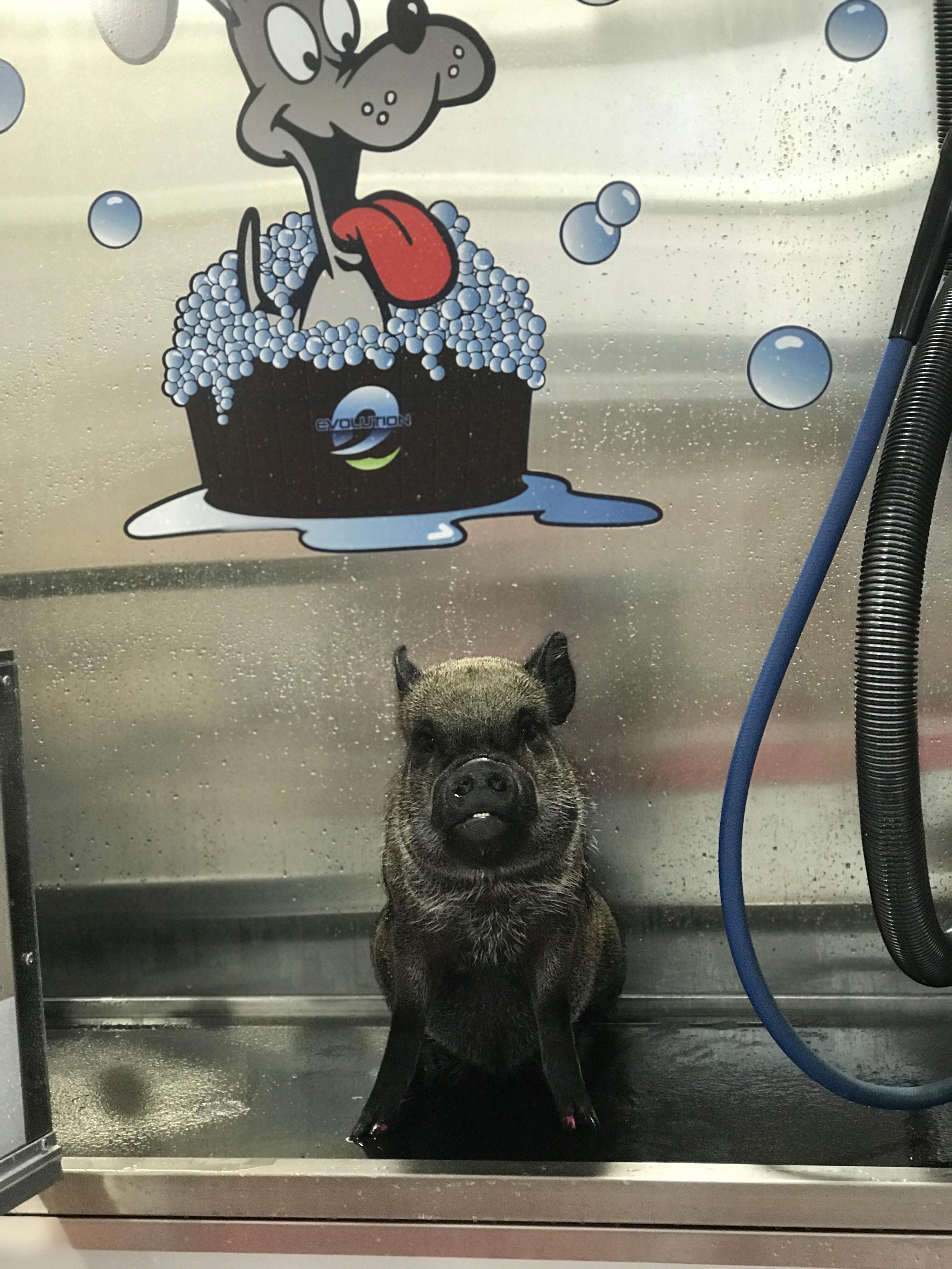 Spa day for Atticus. | Scrolller